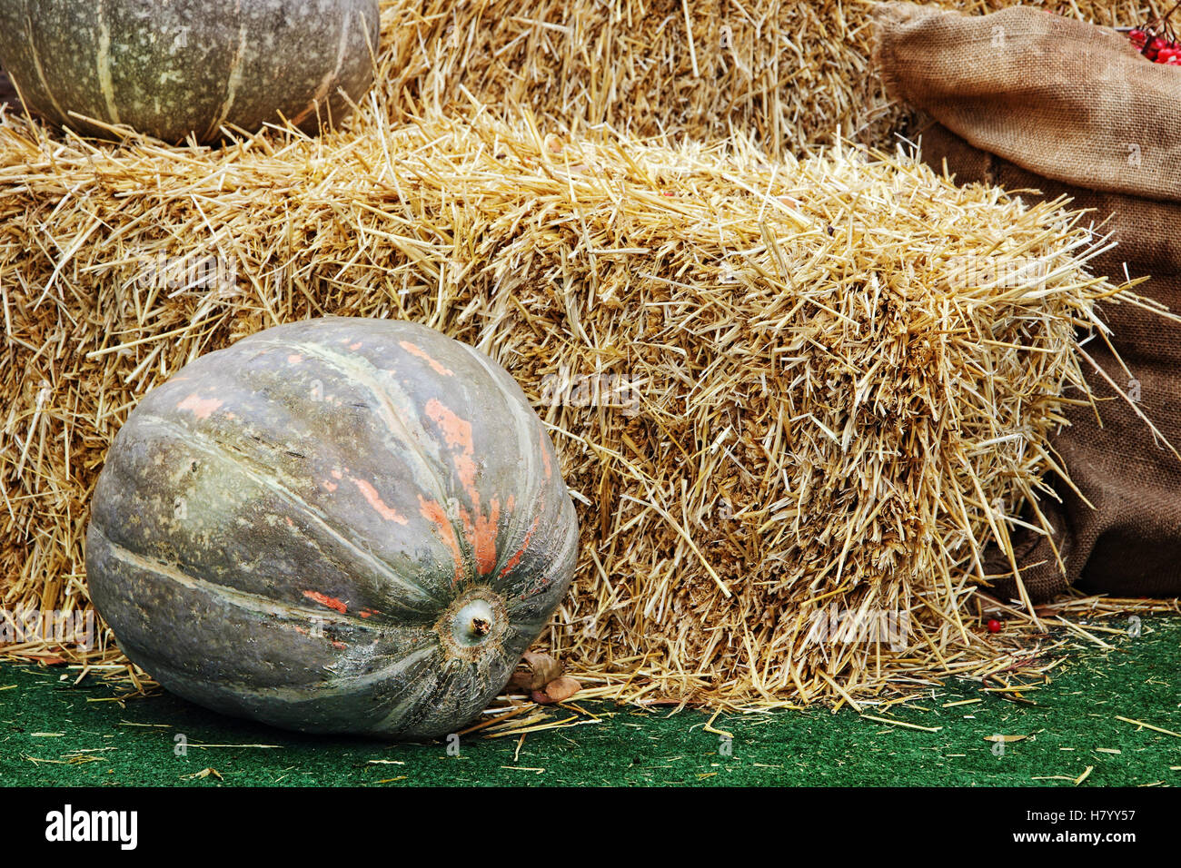 Thanksgiving Display of Big Pumpkin and hay stacks Stock Photo - Alamy