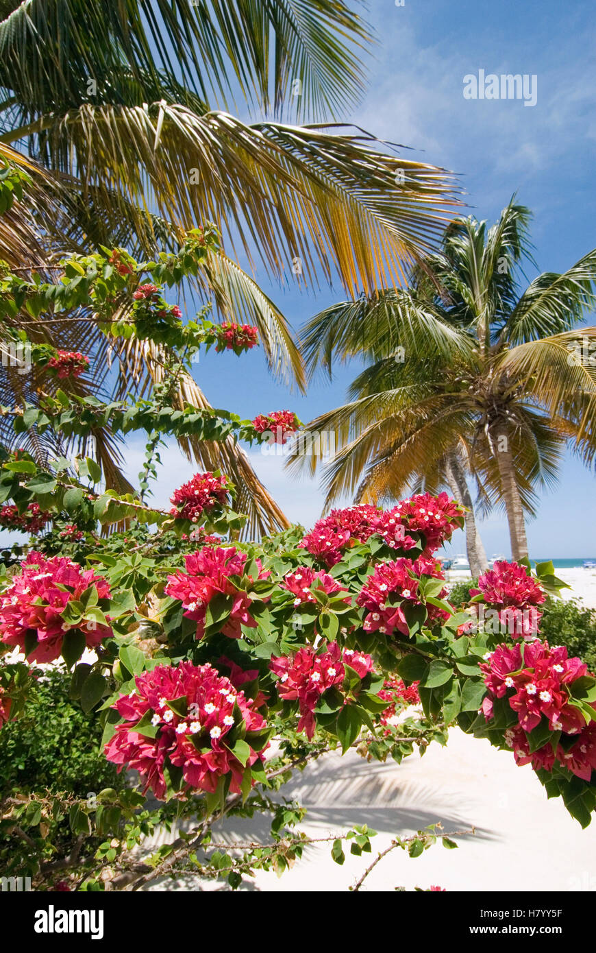 Palm trees and flowers, Coche Island, Venezuela, South America Stock ...