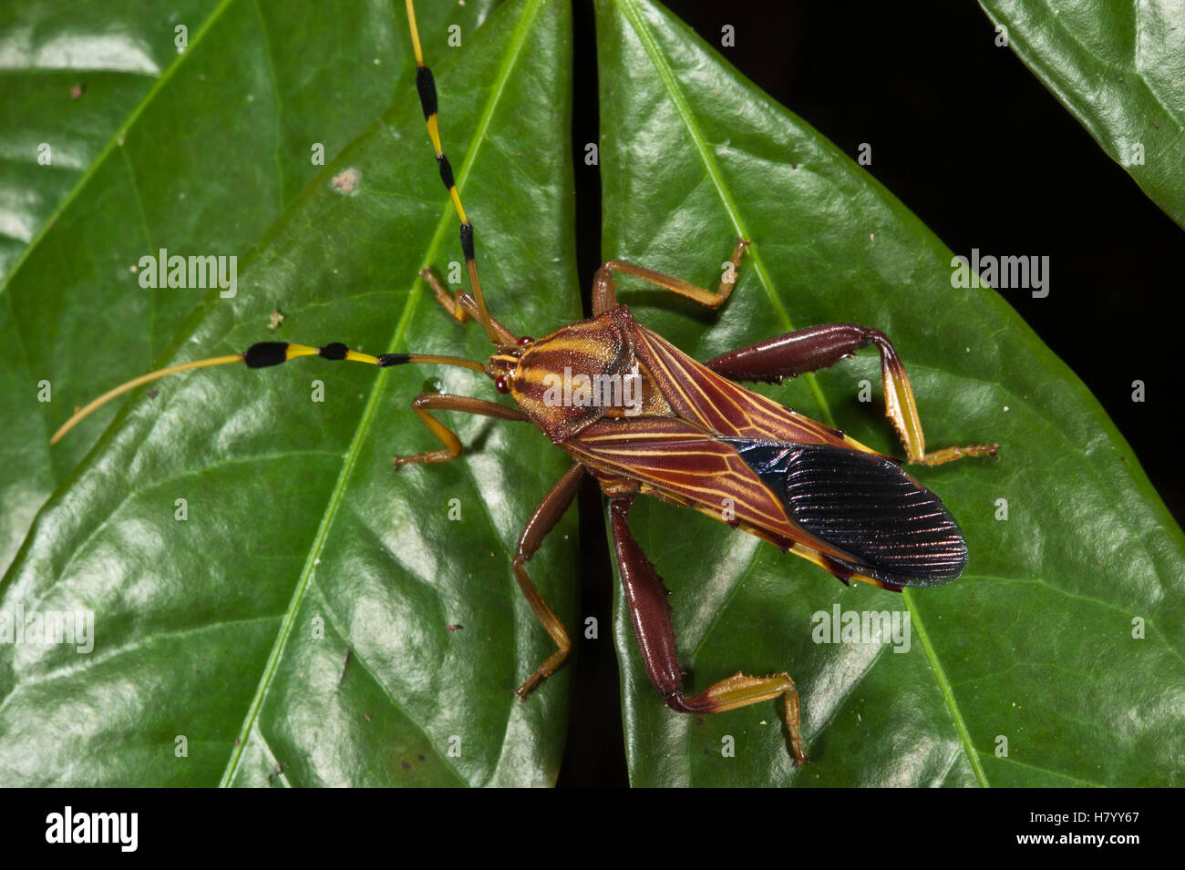 Squash Bug (Coreidae), Yasuni National Park, Amazon Rainforest, Ecuador ...