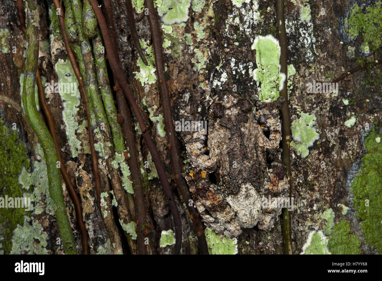 Marbled Tree Frog (Hyla marmorata) camouflaged on tree, Yasuni National ...