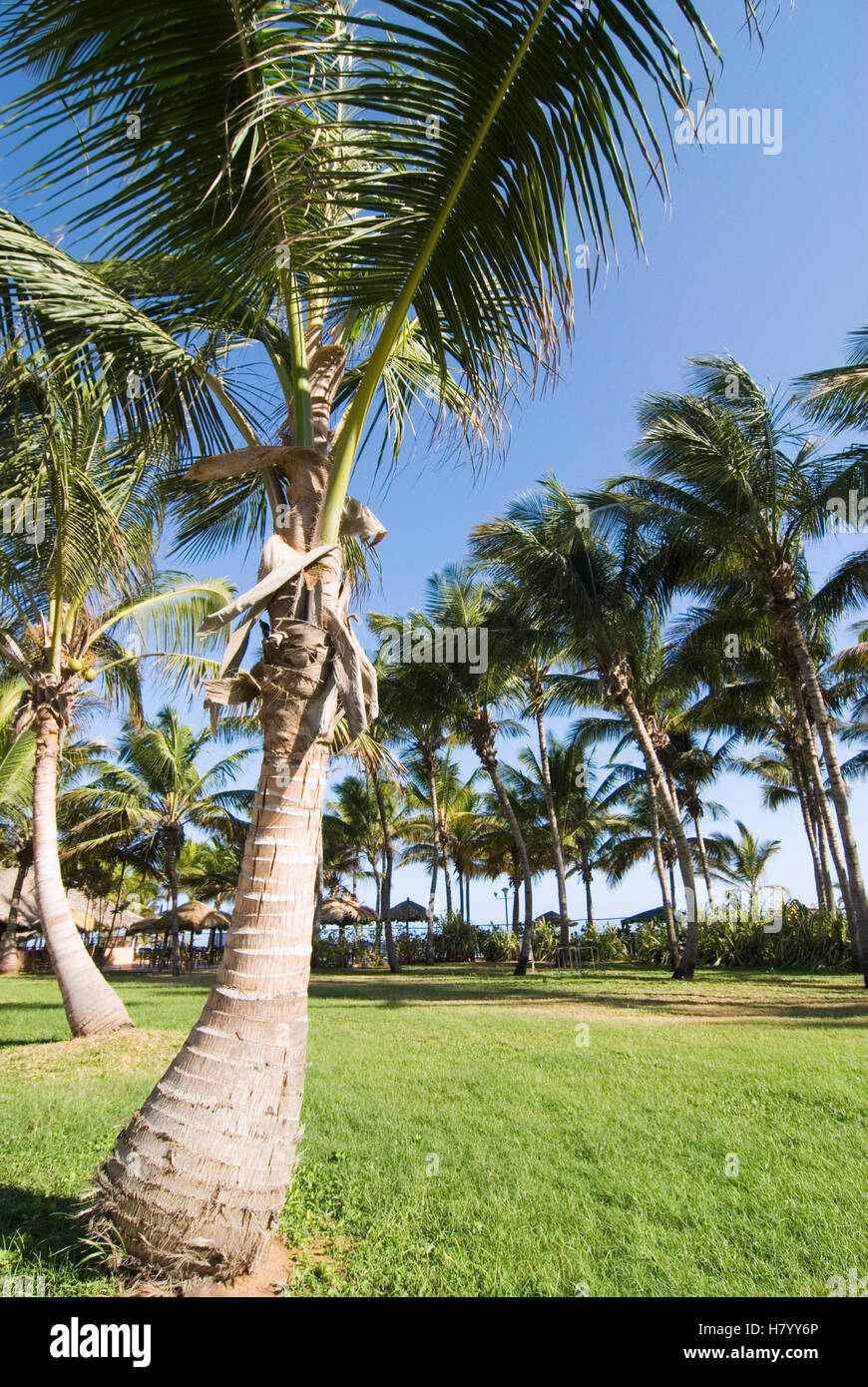 Palm trees near Playa Caribe on the island of Isla Margarita, Venezuela ...
