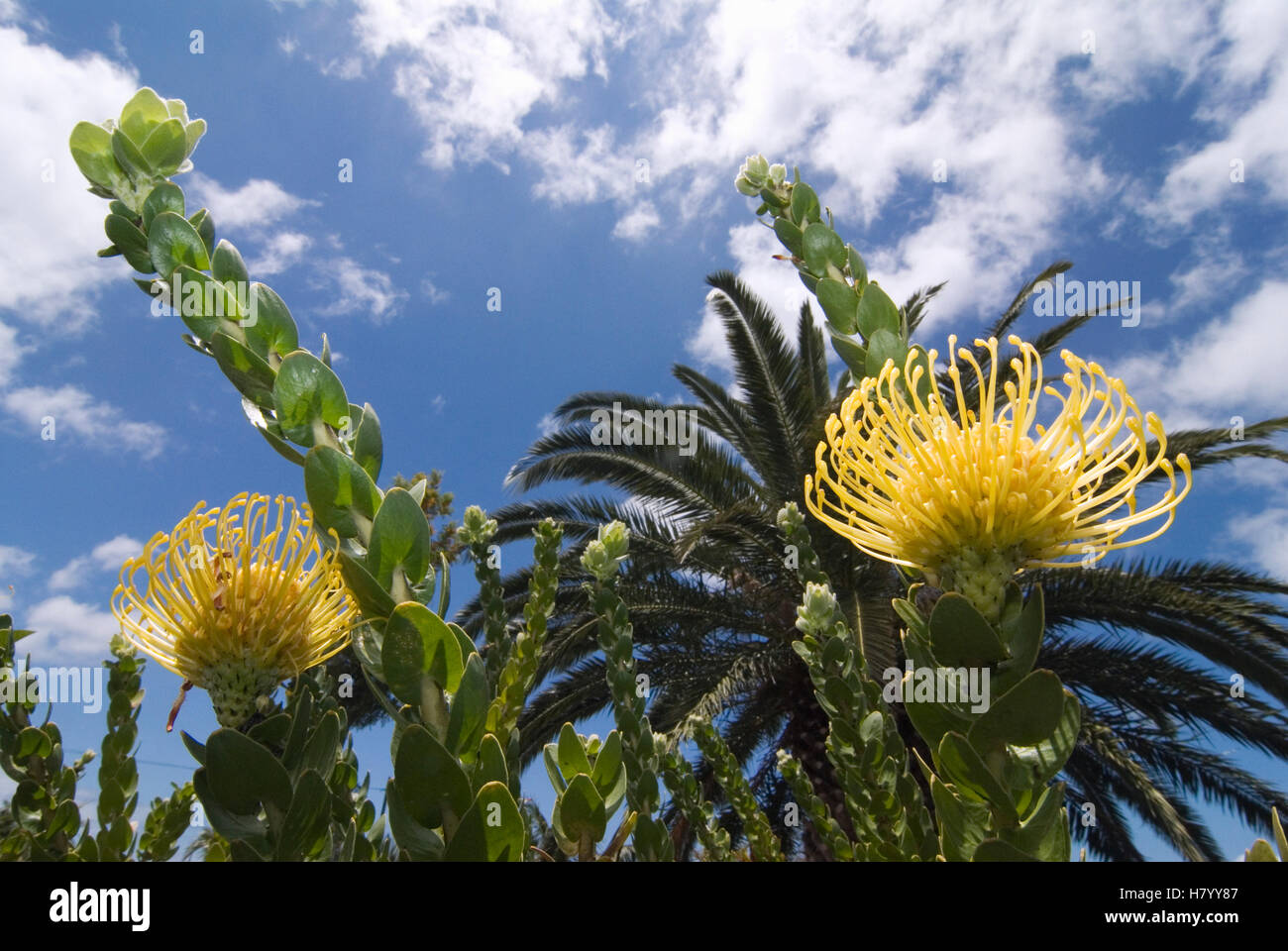 Yellow flowers, La Palma, Canary Islands, Spain, Europe Stock Photo - Alamy
