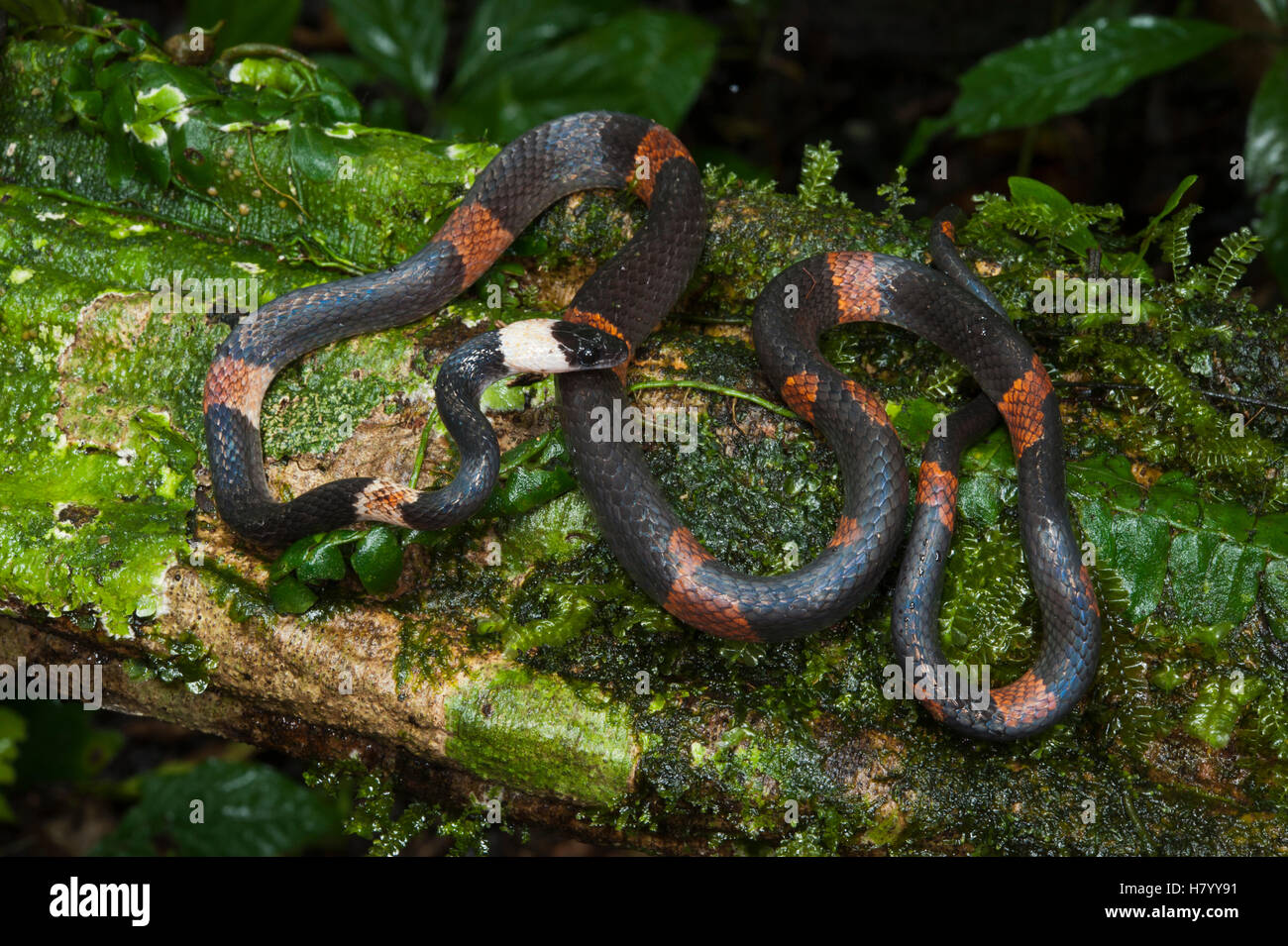 Banded Calico Snake (Oxyrhopus petola digitalis), Yasuni National Park ...