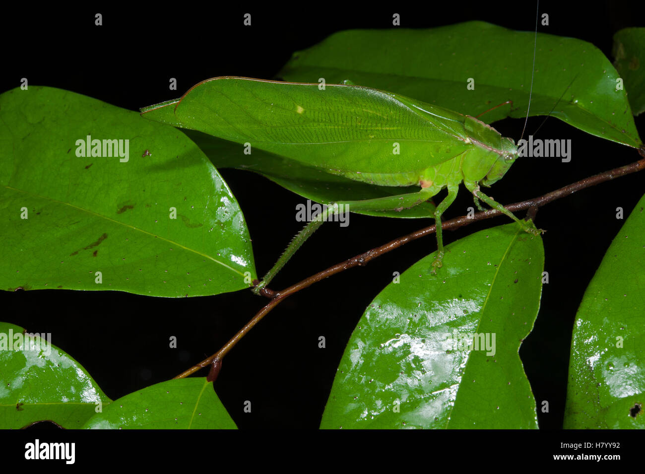 Katydid (Steirodon sp) mimicking leaf, Yasuni National Park, Amazon ...