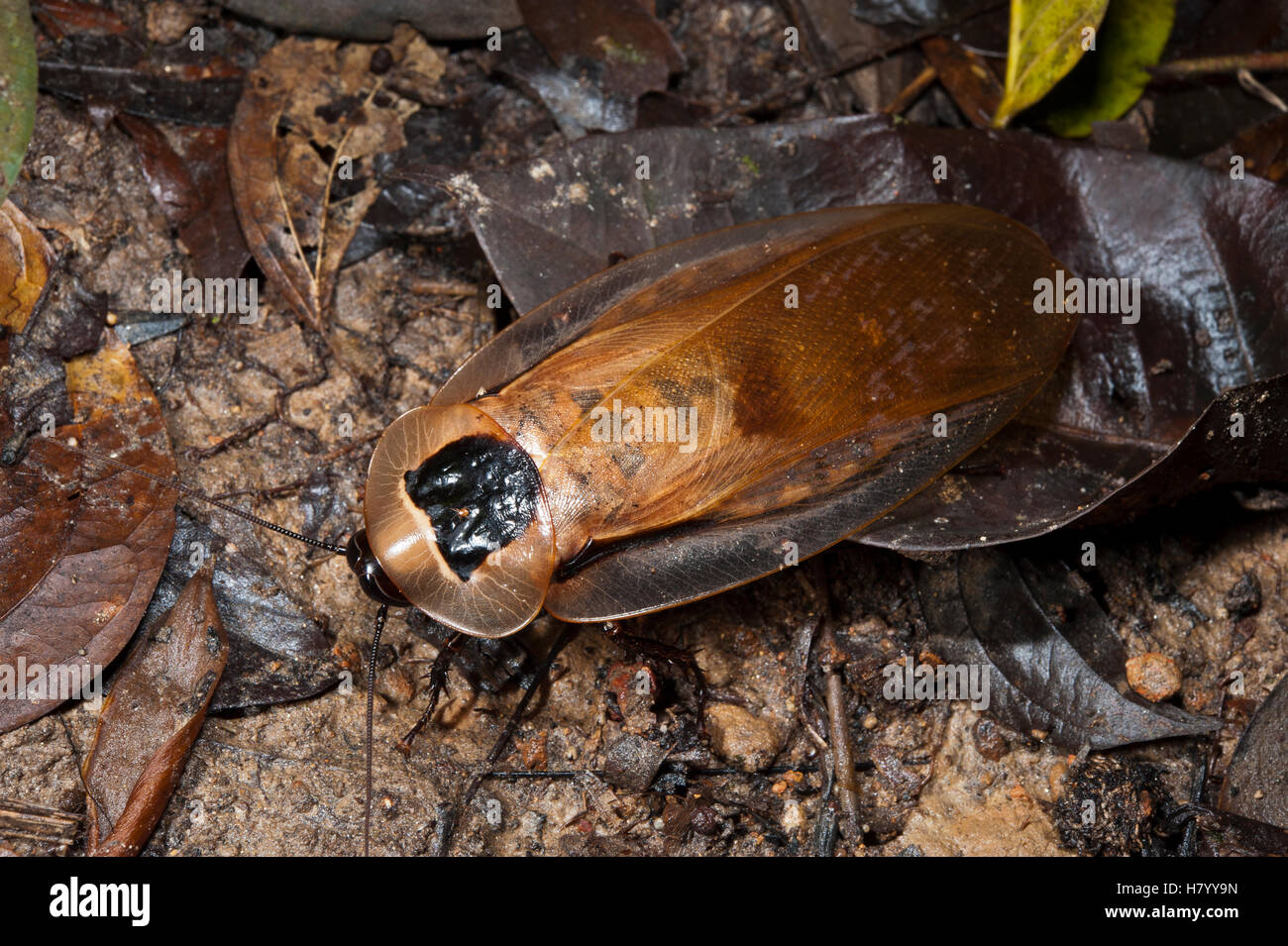 Giant Cockroach (Blaberus giganteus), Yasuni National Park, Amazon ...