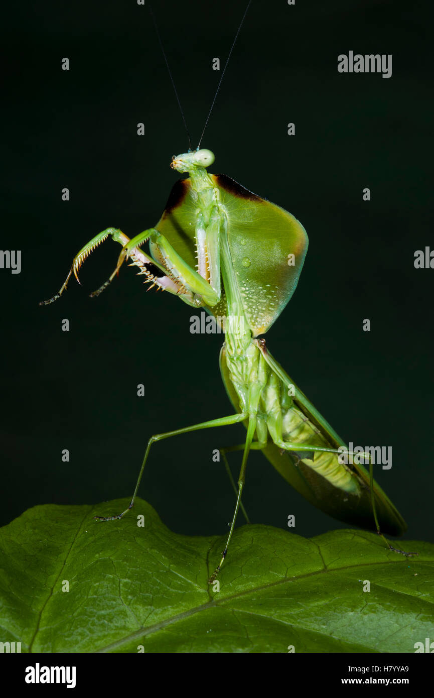 Peruvian Shield Mantis (Choeradodis rhombicollis) in defensive posture ...