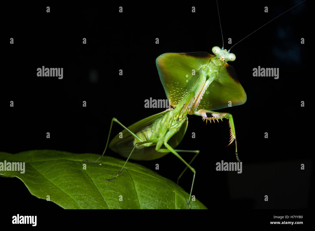 Peruvian Shield Mantis (Choeradodis rhombicollis) in defensive posture ...