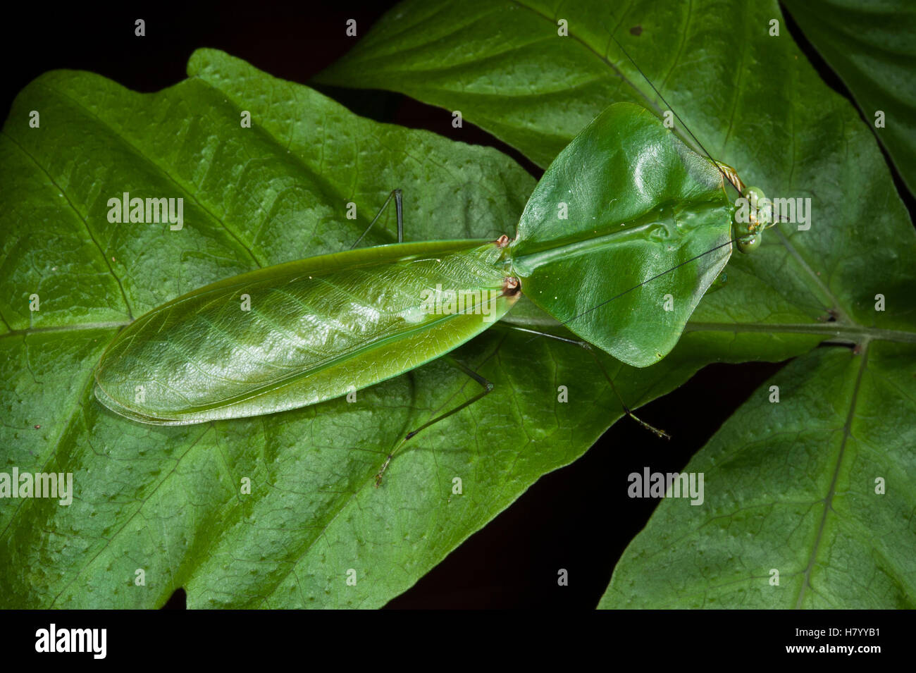 Peruvian Shield Mantis (Choeradodis rhombicollis) camouflaged on leaf ...