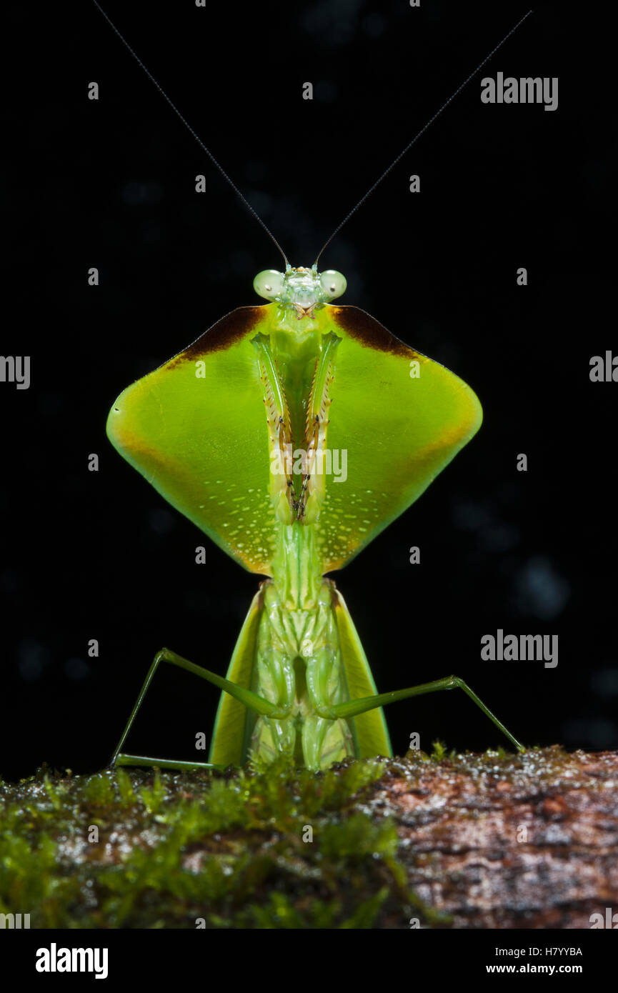 Peruvian Shield Mantis (Choeradodis rhombicollis), Yasuni National Park, Amazon Rainforest ...