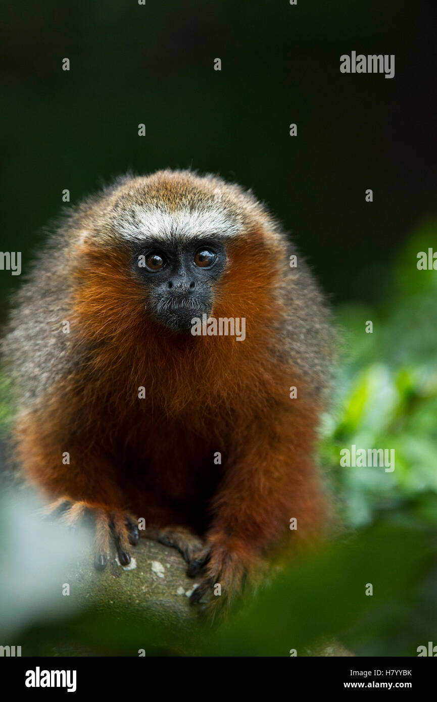 White-tailed Titi (Callicebus discolor) , Yasuni National Park, Amazon ...