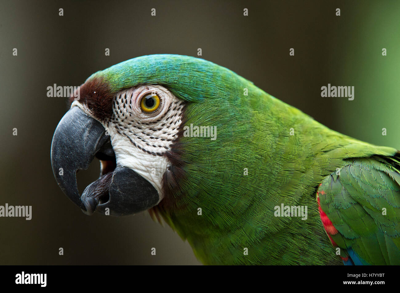 Chestnut-fronted Macaw (Ara severa), Yasuni National Park, Amazon ...