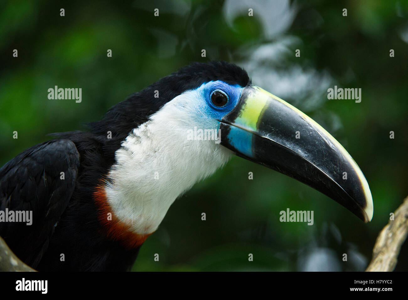 Red-billed Toucan (Ramphastos tucanus), Yasuni National Park, Amazon ...