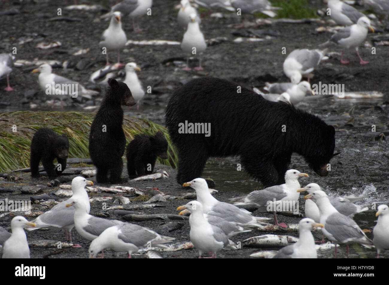 Black Bear (Ursus americanus) female and cubs fishing for pink salmon ...