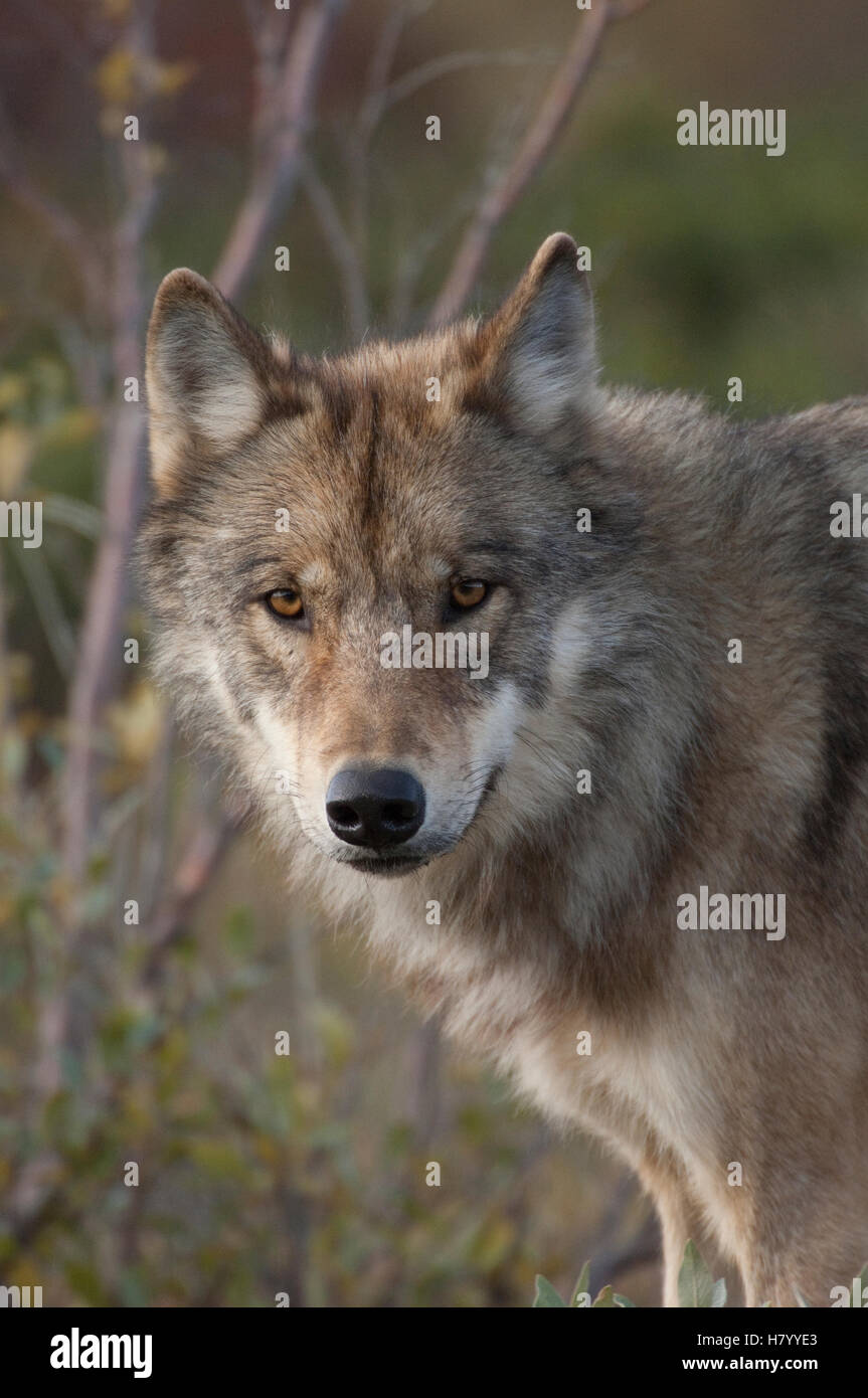 Gray Wolf (Canis lupus) portrait, Alaska Stock Photo - Alamy
