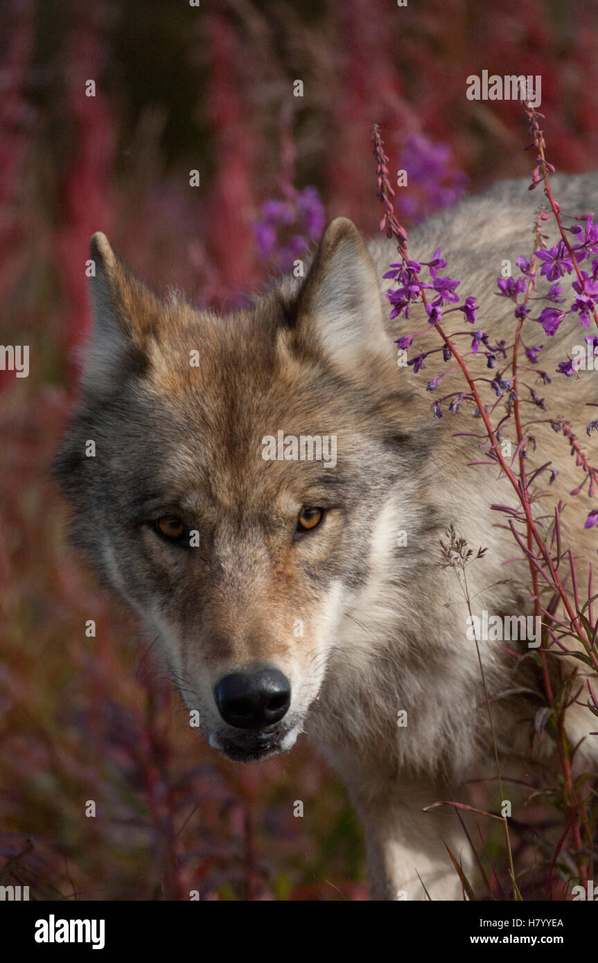 Gray Wolf (Canis lupus) portrait amid Fireweed(Chamerion angustifolium ...