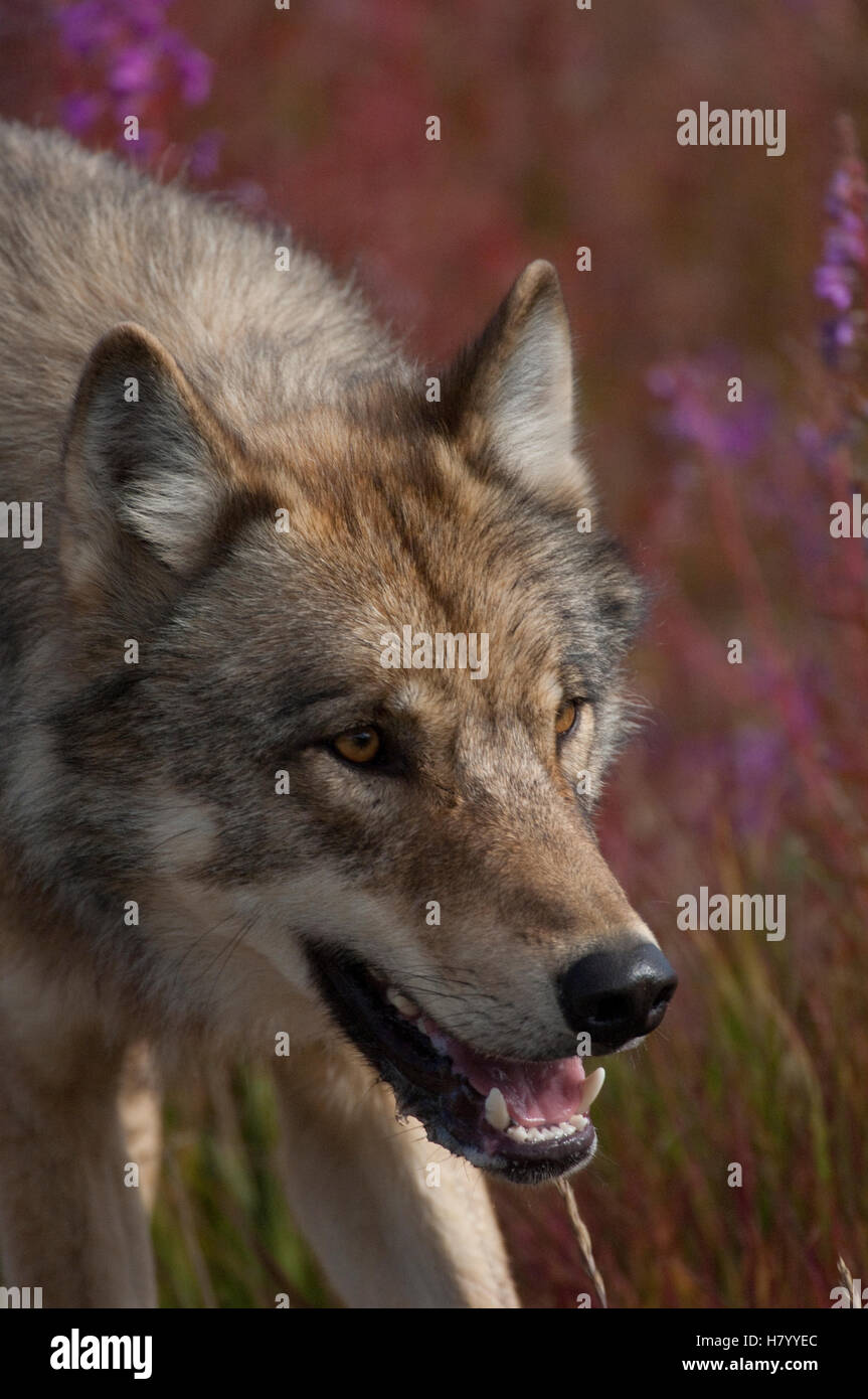 Gray Wolf (Canis lupus) portrait amid Fireweed(Chamerion angustifolium ...