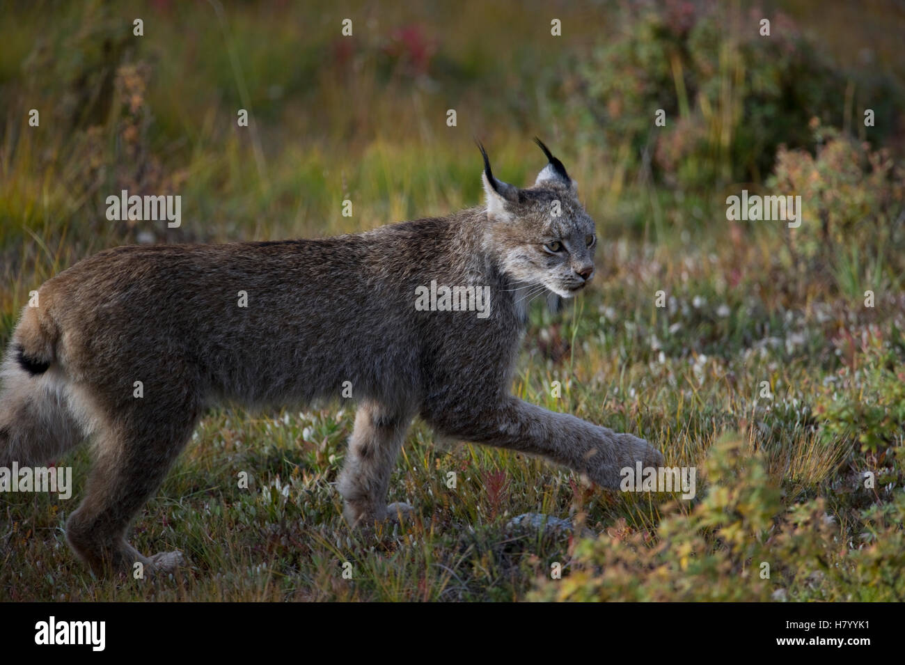 Canada Lynx (lynx canadensis), Alaska Stock Photo - Alamy