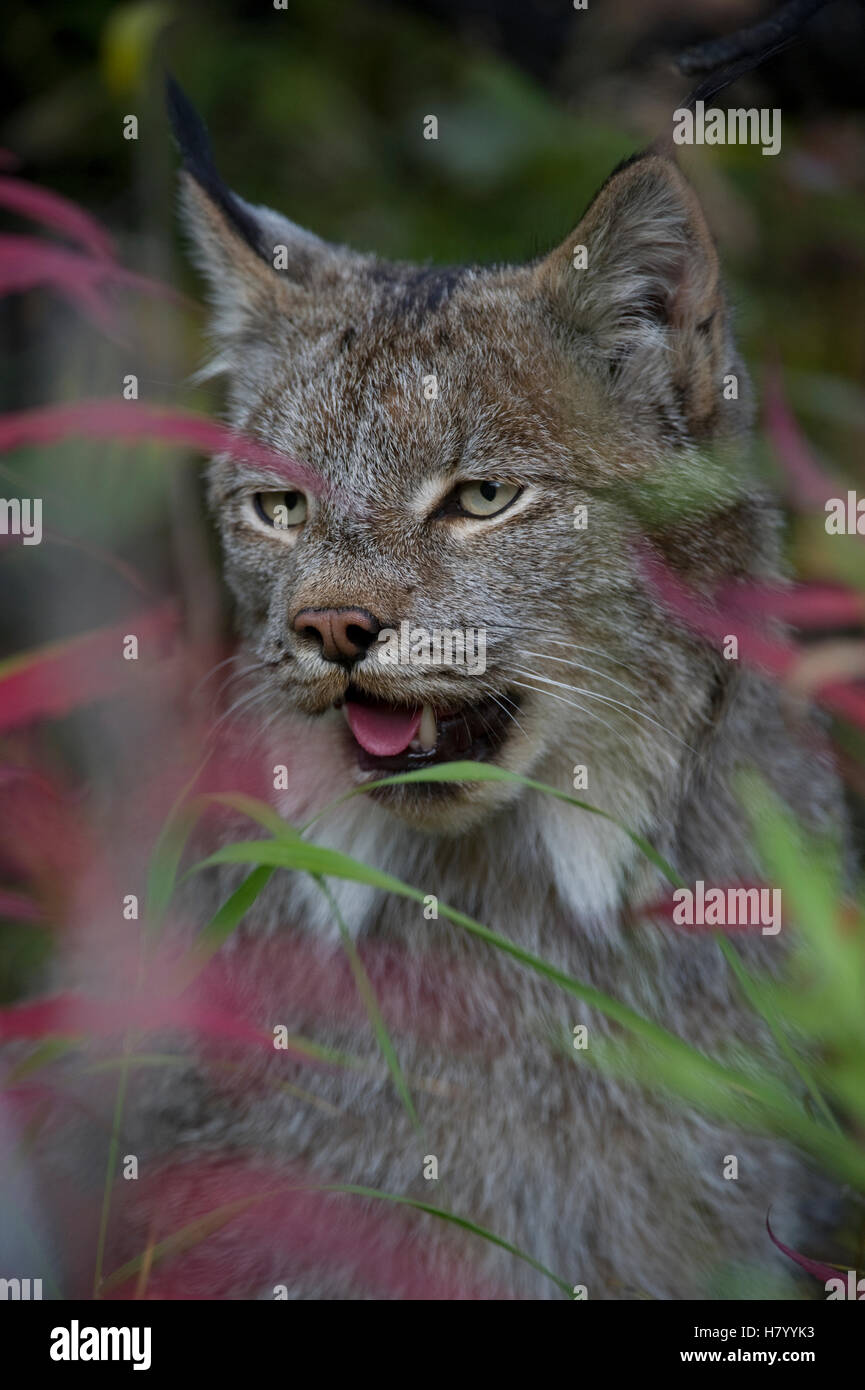 Canada Lynx (lynx canadensis) panting, Alaska Stock Photo - Alamy