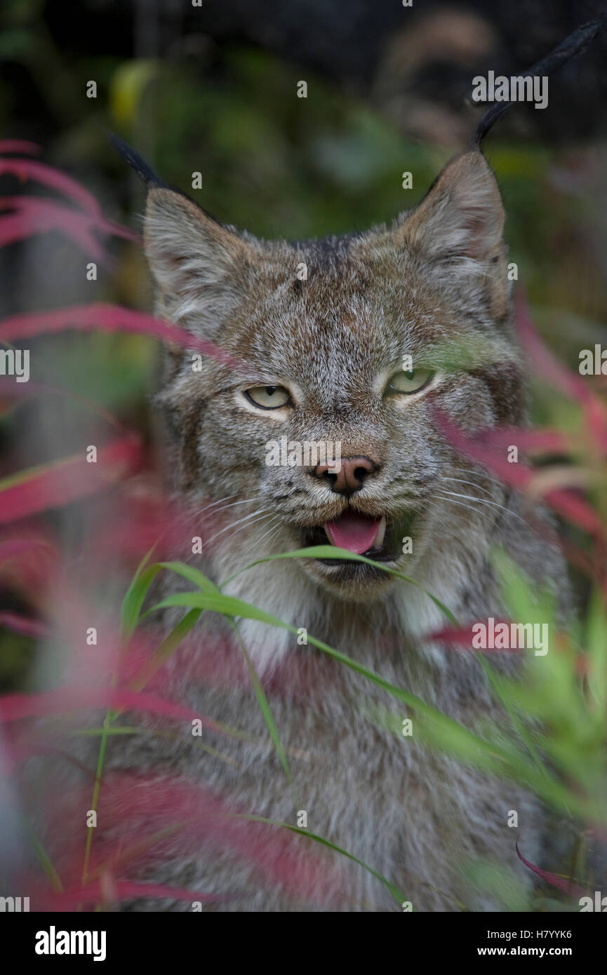Canada Lynx (lynx canadensis) portrait amid grasses, Alaska Stock Photo ...