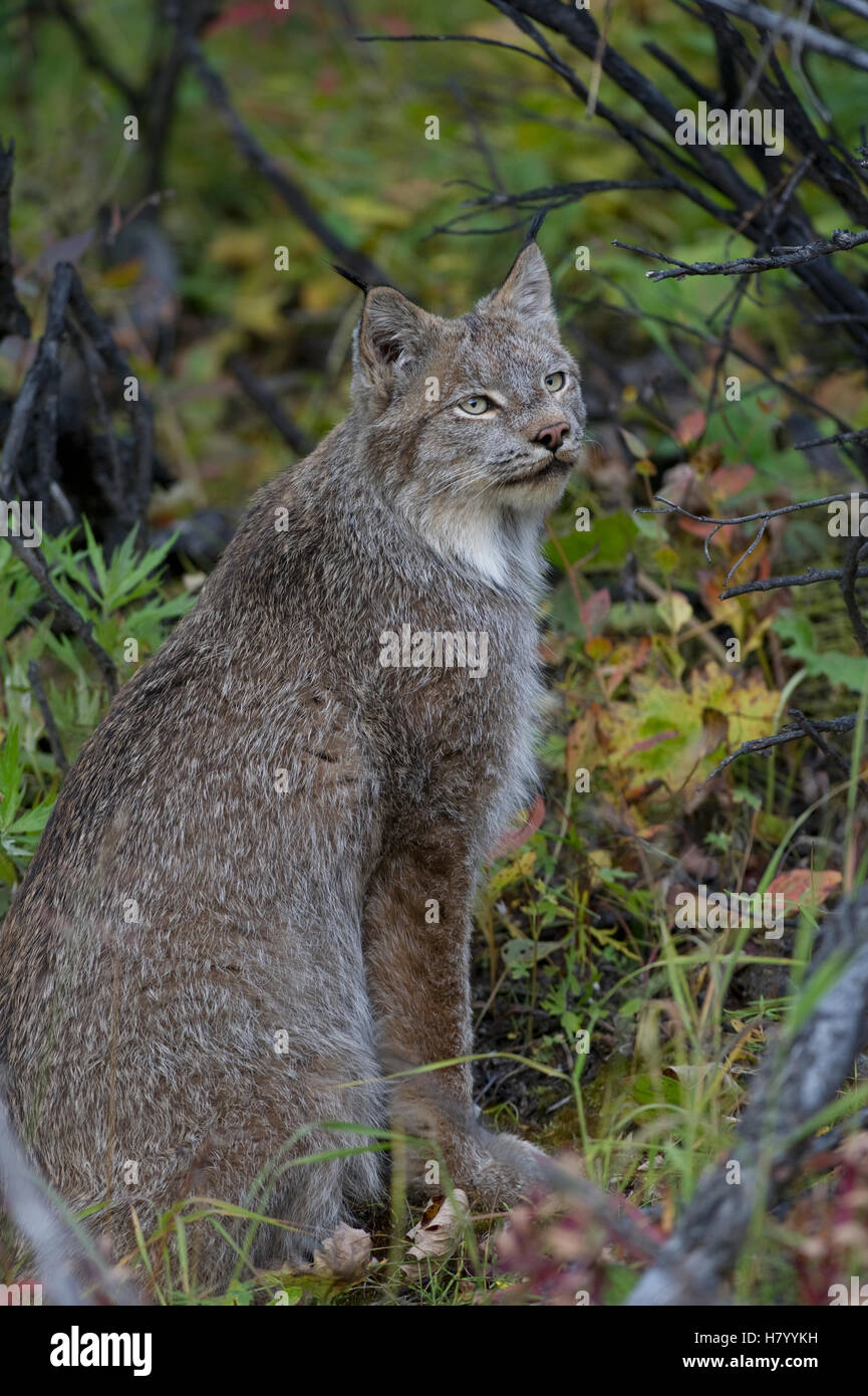 Canada Lynx (lynx canadensis), Alaska Stock Photo - Alamy