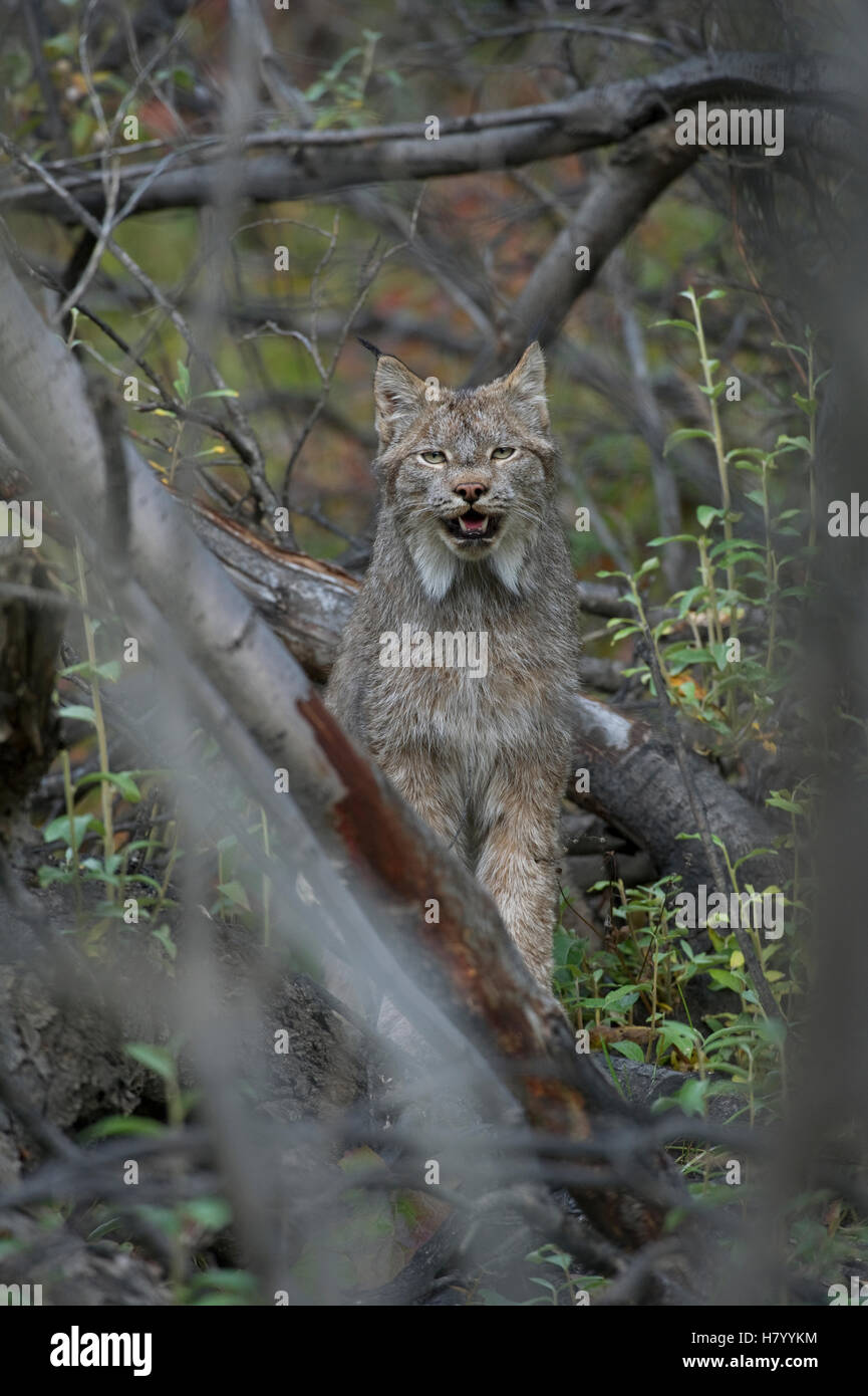 Canada Lynx (lynx canadensis), Alaska Stock Photo - Alamy