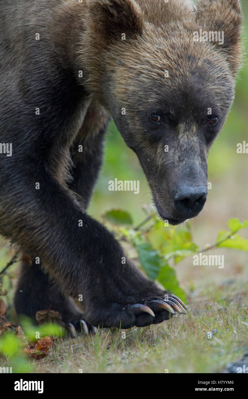 Brown Bear (Ursus arctos) showing large claws, Alaska Stock Photo - Alamy