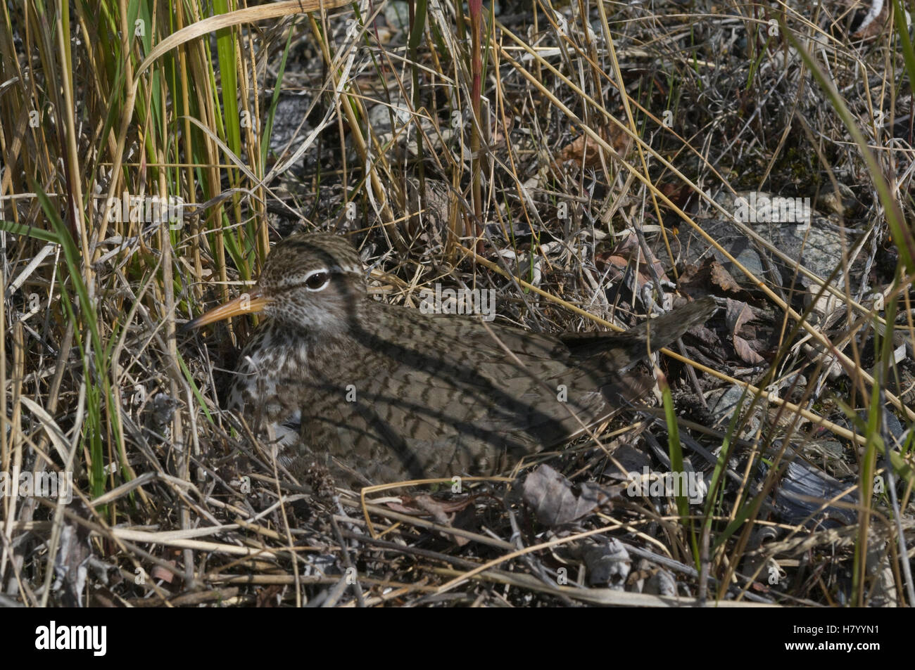 Spotted Sandpiper (Tringa macularia) camouflaged on nest in reeds ...