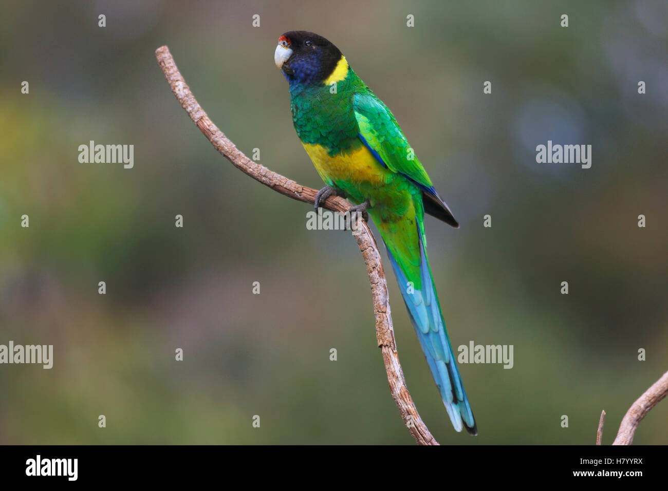 Port Lincoln Parrot (Barnardius zonarius zonarius), Darling Range ...