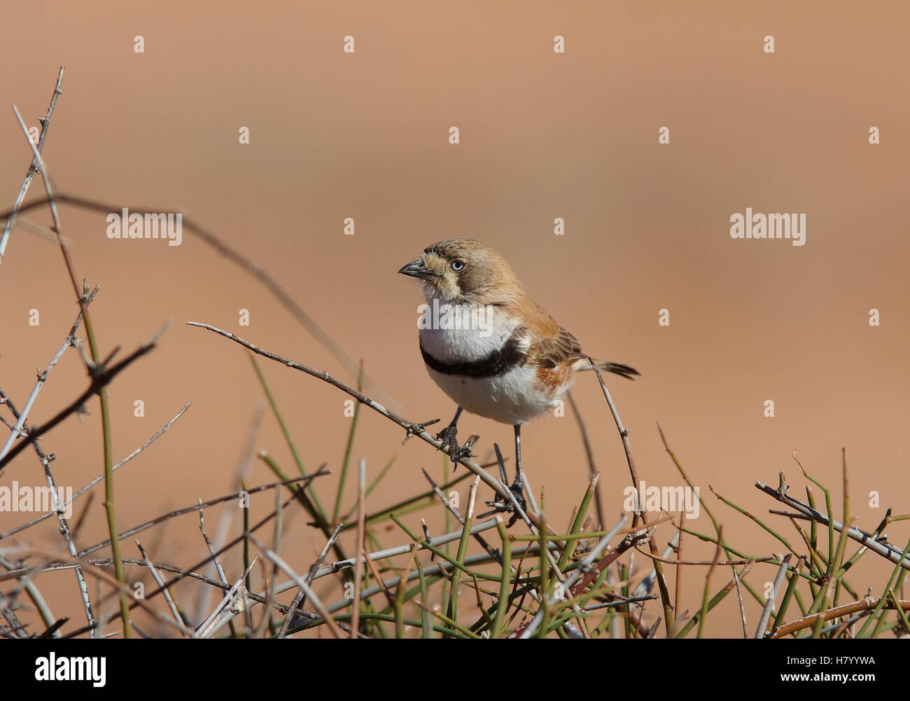 Banded Whiteface (Aphelocephala nigricincta) male perched in shrub ...