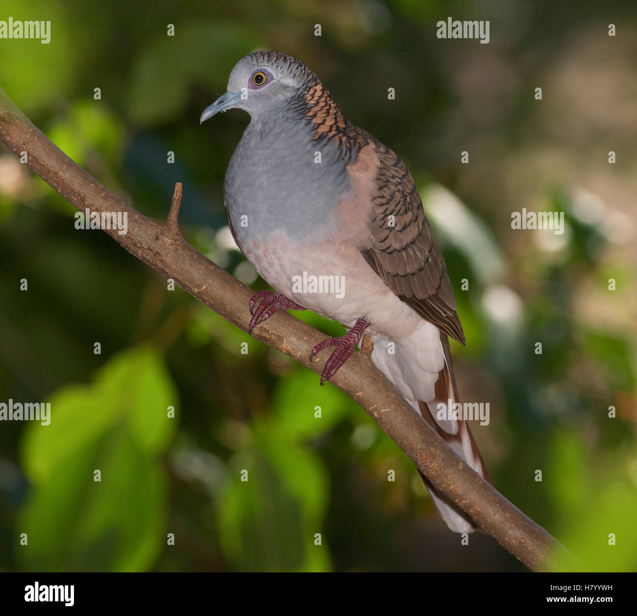 Bar-shouldered Dove (Geopelia humeralis), Toolakea Beach, Queensland ...