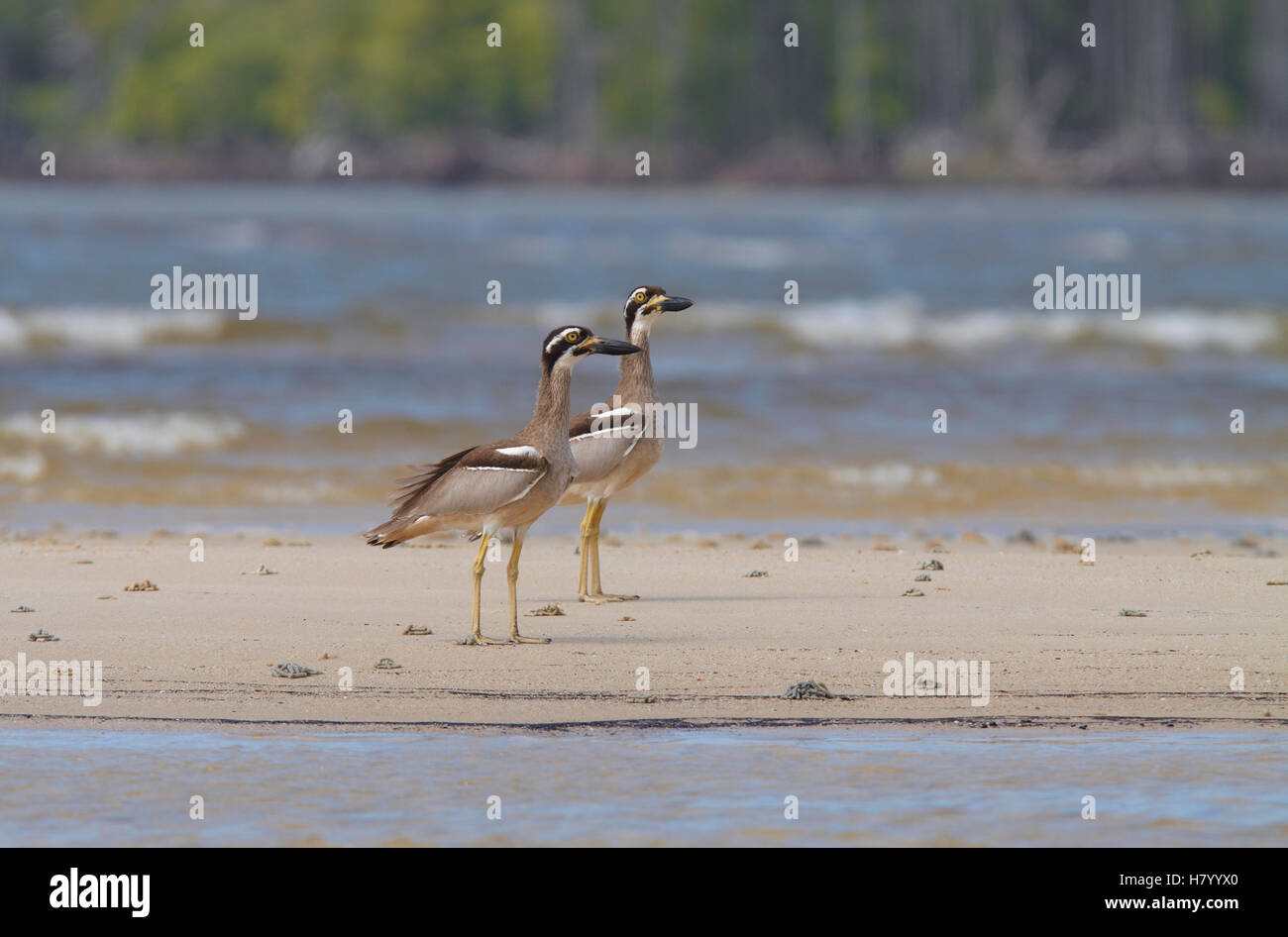 Beach Stone-curlew (Esacus magnirostris) pair on sandbar, Toolakea ...