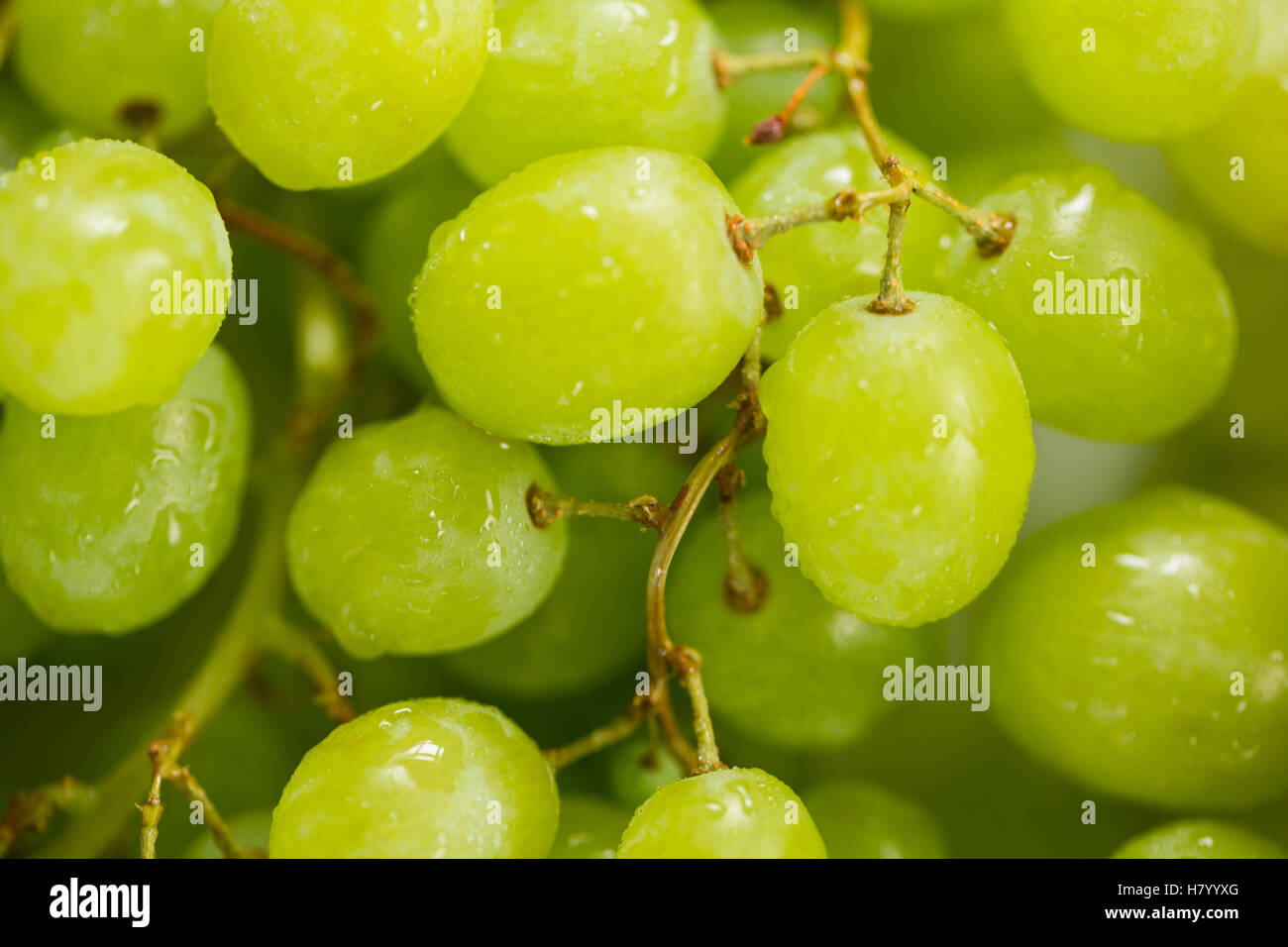 Full frame of grapes Stock Photo - Alamy