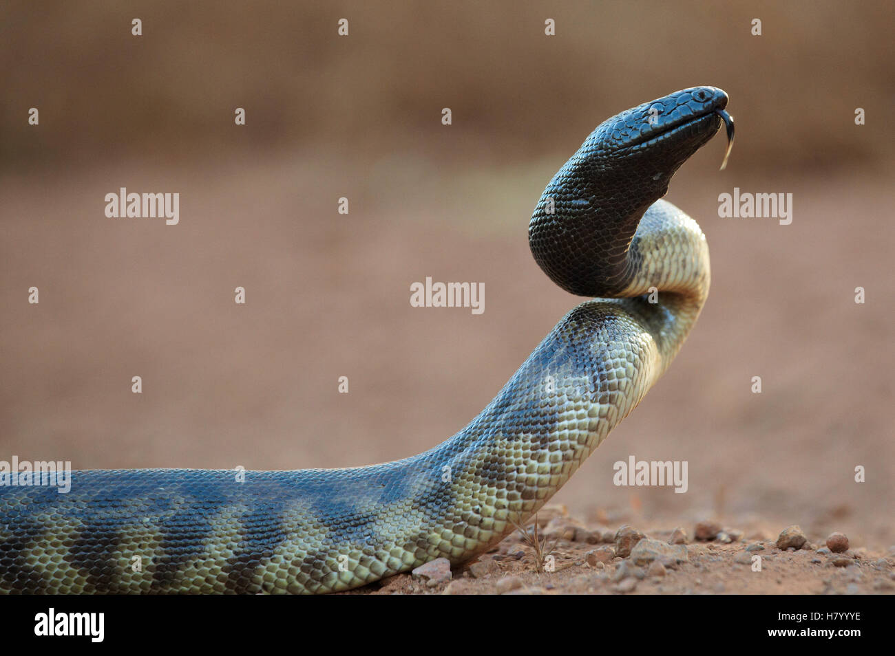 Black-headed Python (Aspidites melanocephalus) in strike pose, Weipa ...