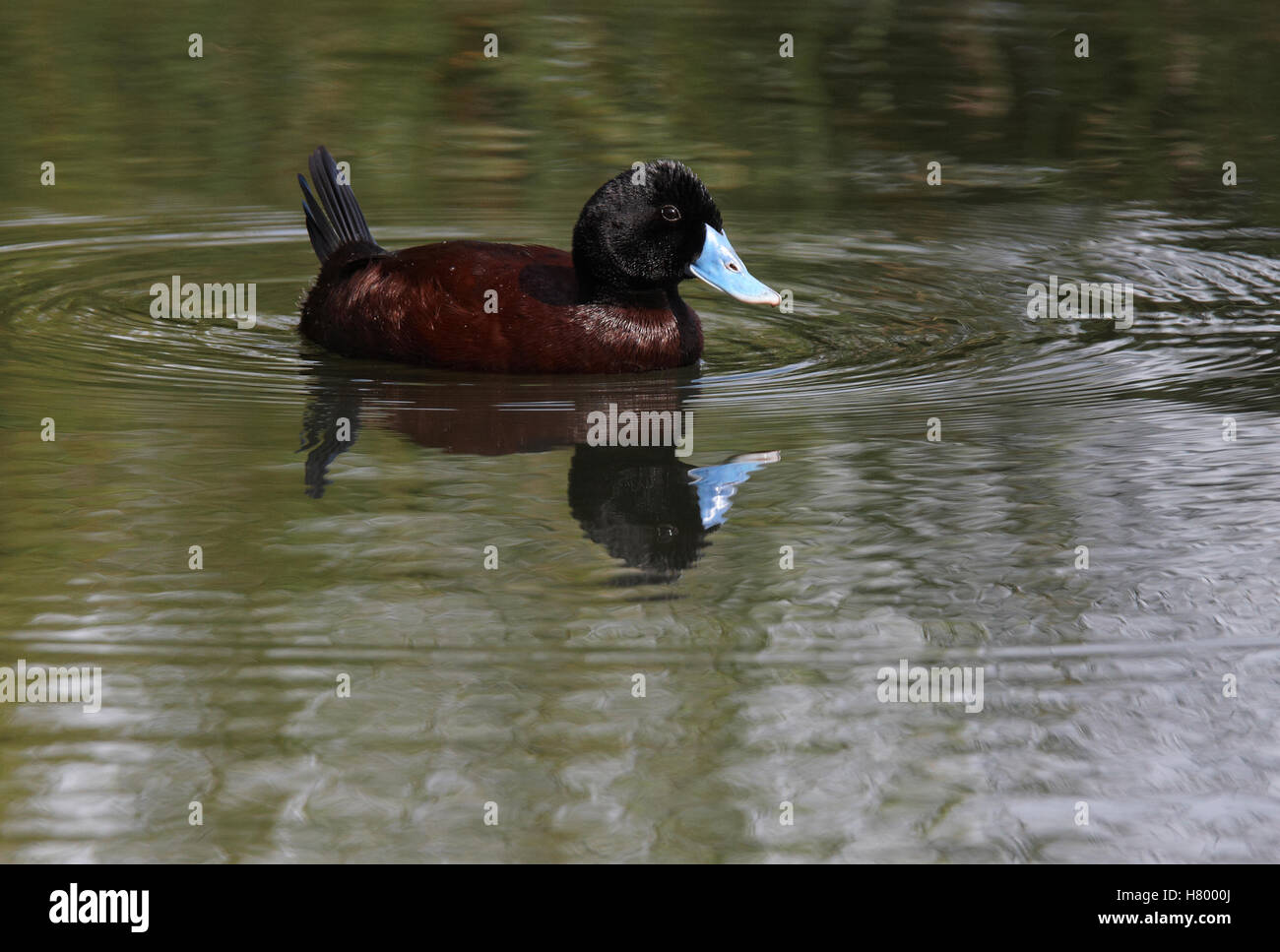 Blue-billed Duck (Oxyura australis) male, Mongers Lake, Western ...