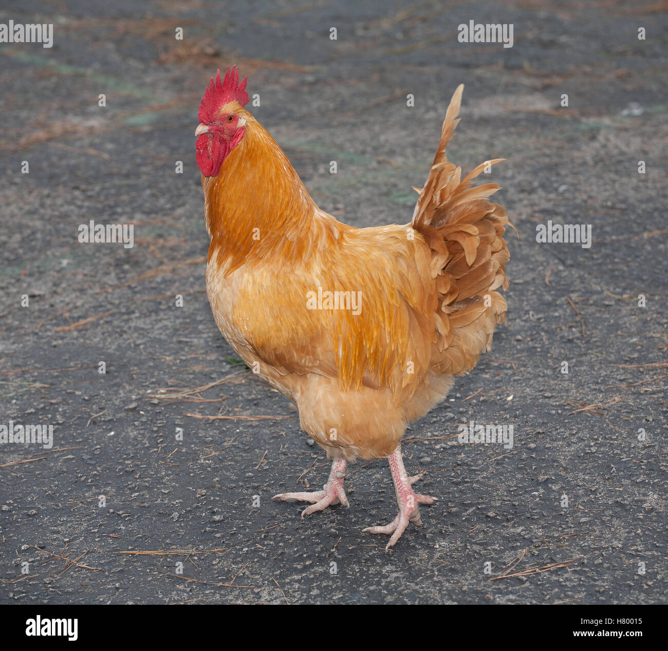 Orange chicken rooster that is walking across some asphalt Stock Photo ...