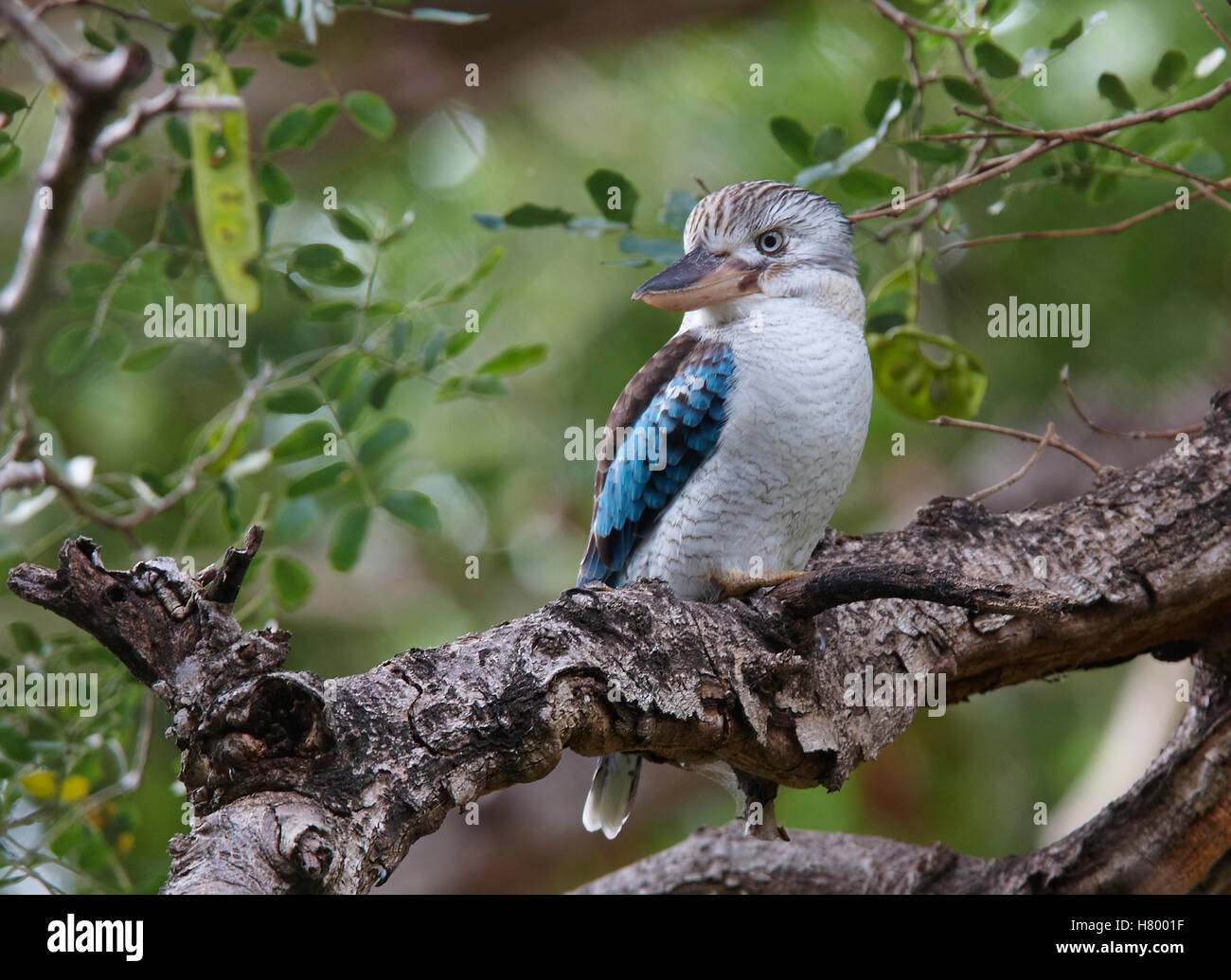 Blue-winged Kookaburra (Dacelo leachii) male, Townsville, Queensland ...