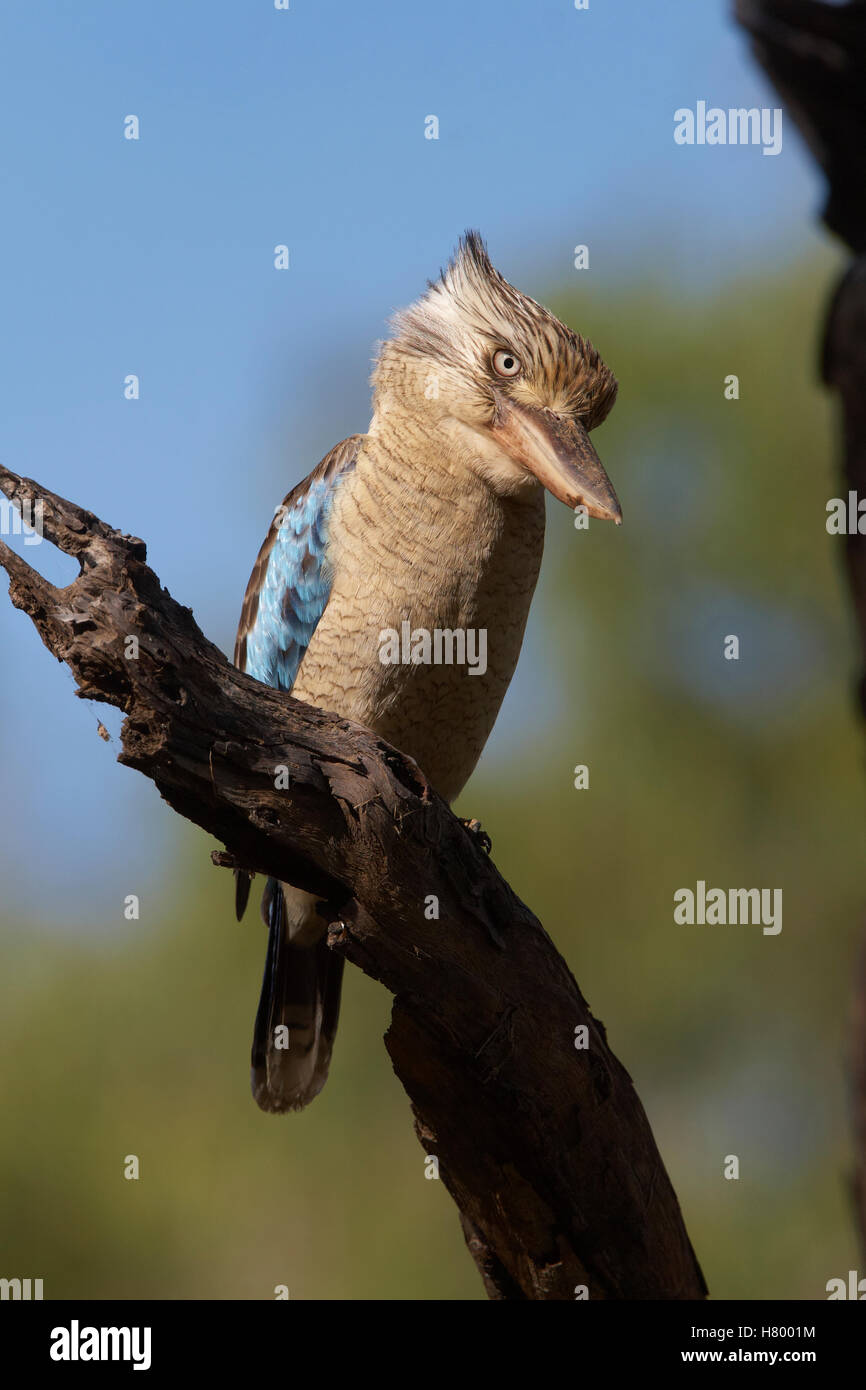 Blue-winged Kookaburra (Dacelo leachii) looking below for prey ...
