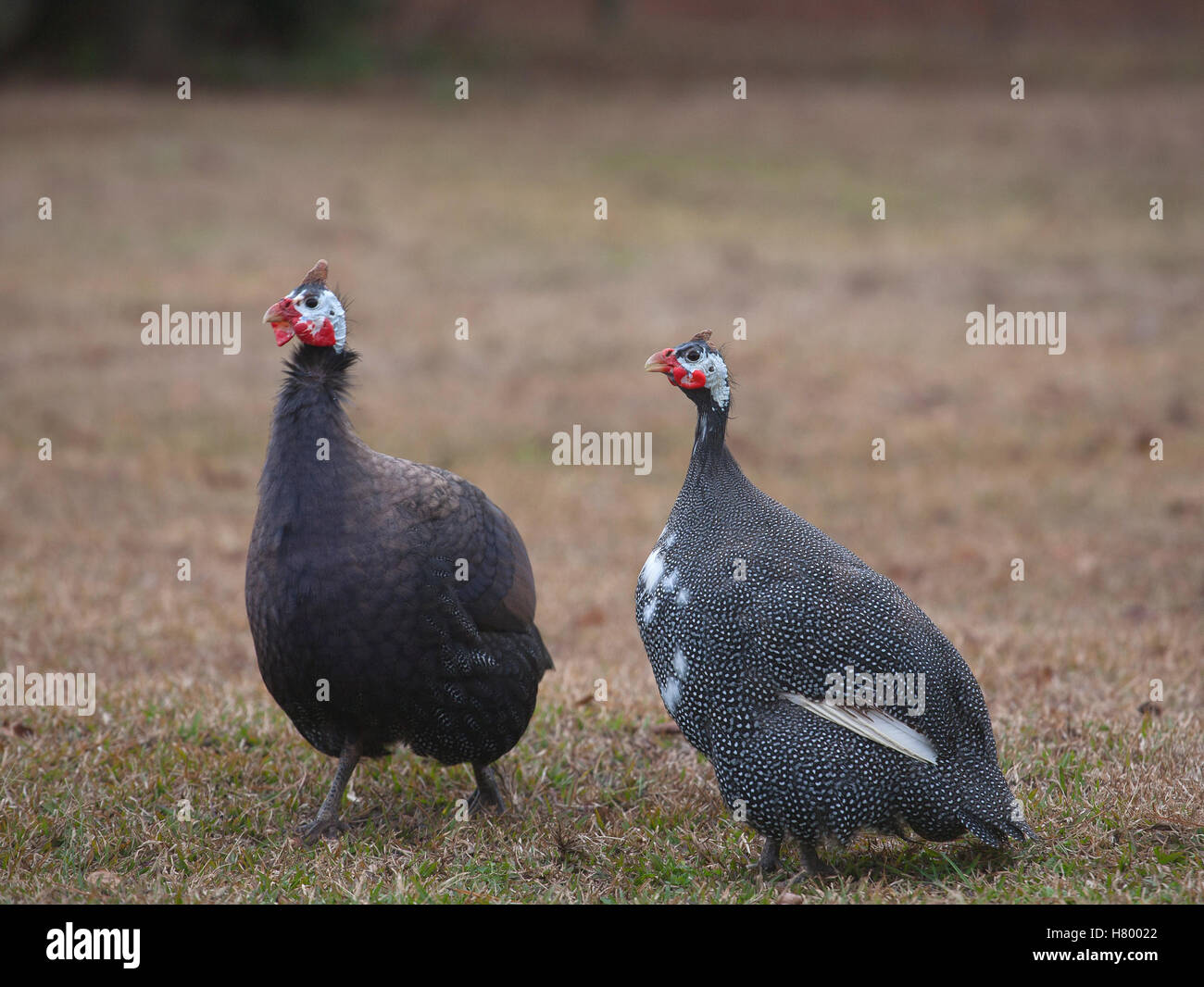 Guinea hens hi-res stock photography and images - Alamy