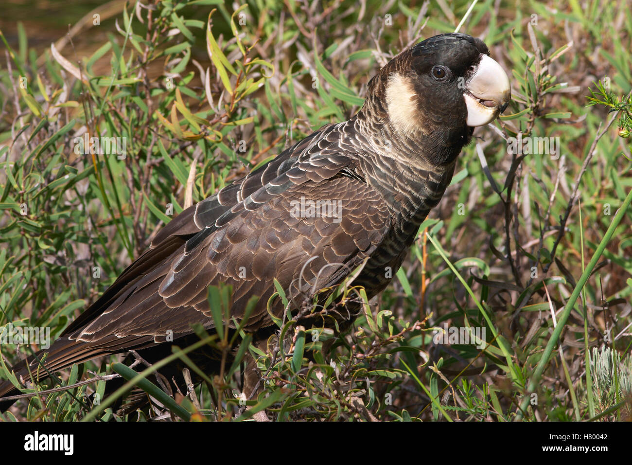 Carnaby's Black Cockatoo (Calyptorhynchus latirostris) female feeding ...