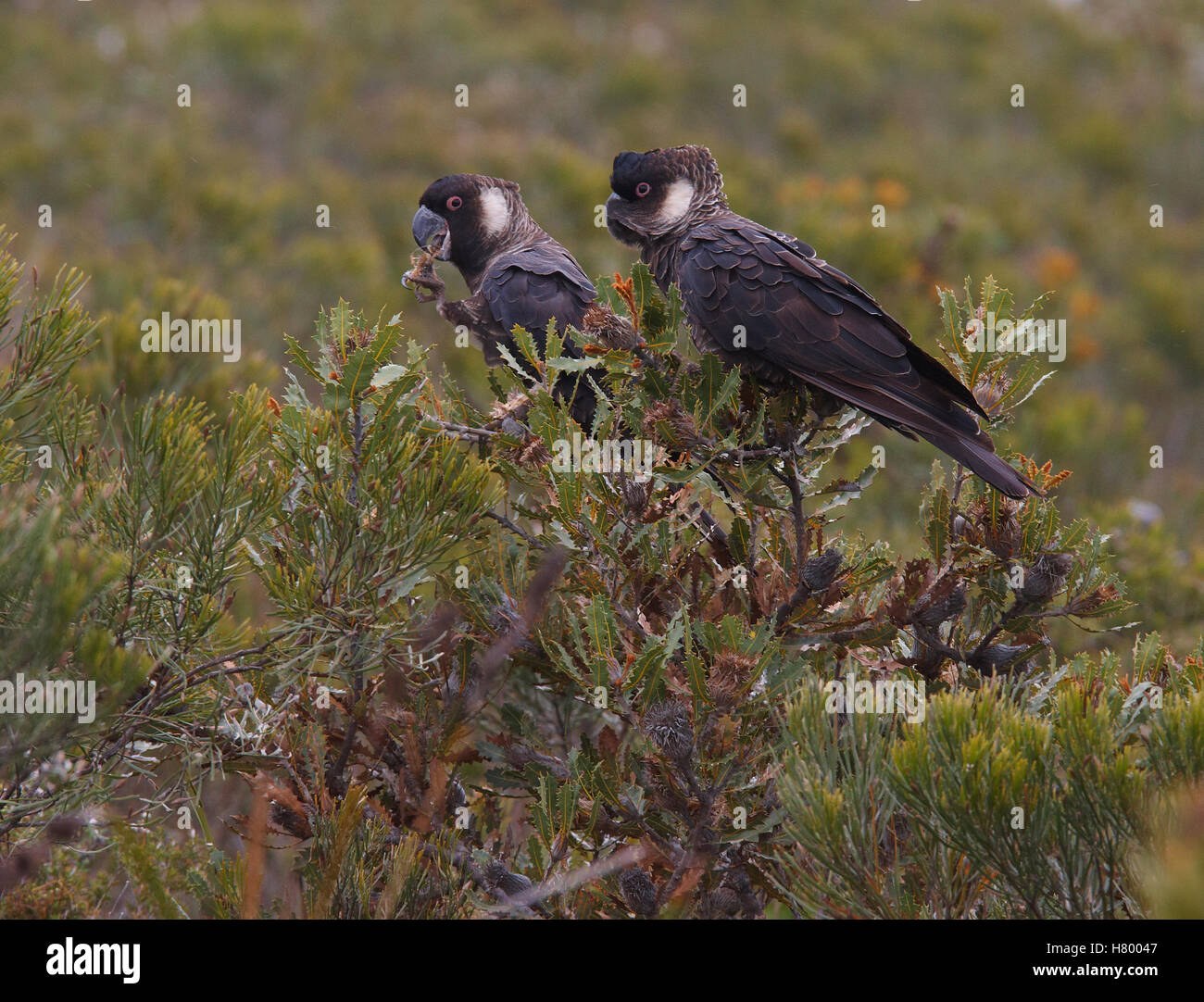 Carnaby's Black Cockatoo (Calyptorhynchus latirostris) feeding ...