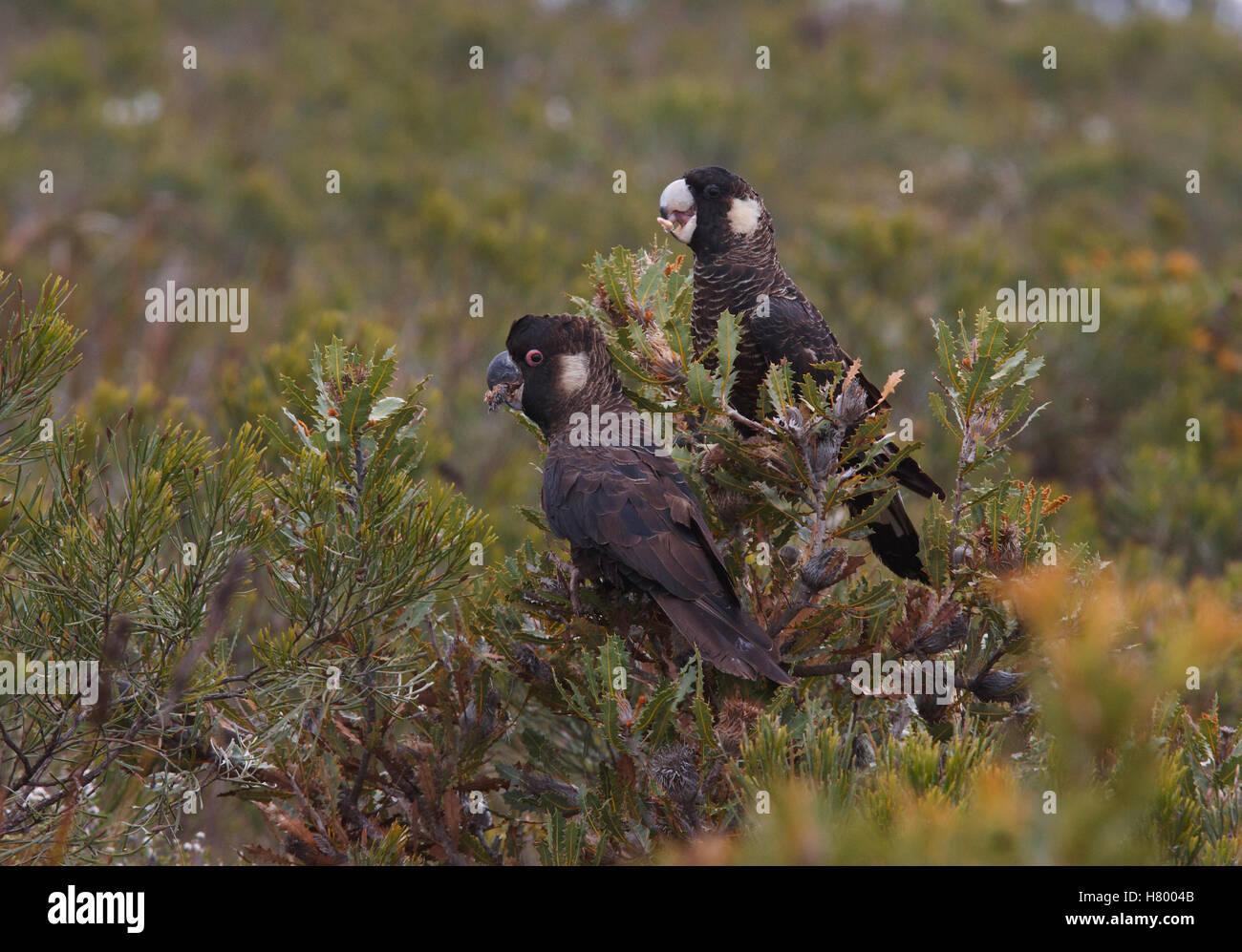 Carnaby's Black Cockatoo (Calyptorhynchus latirostris) feeding ...