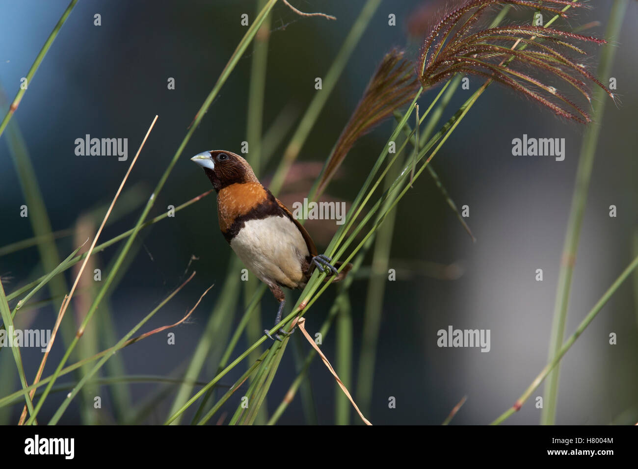 Chestnut-breasted Munia (Lonchura castaneothorax) in grass, Kununurra ...