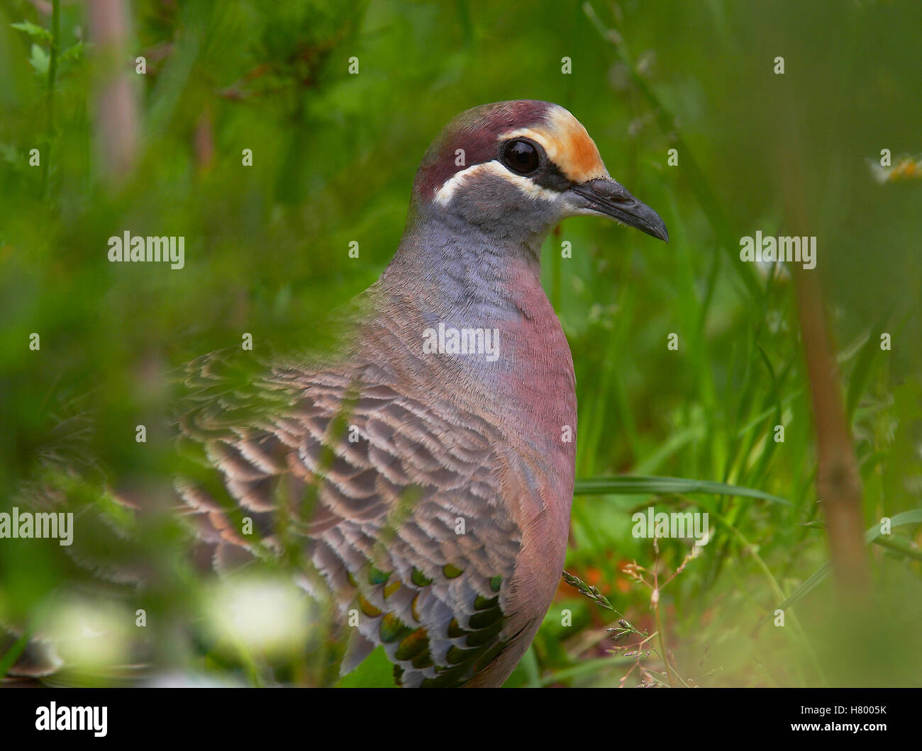 Common Bronzewing (Phaps chalcoptera), Darling Range, Western Australia ...