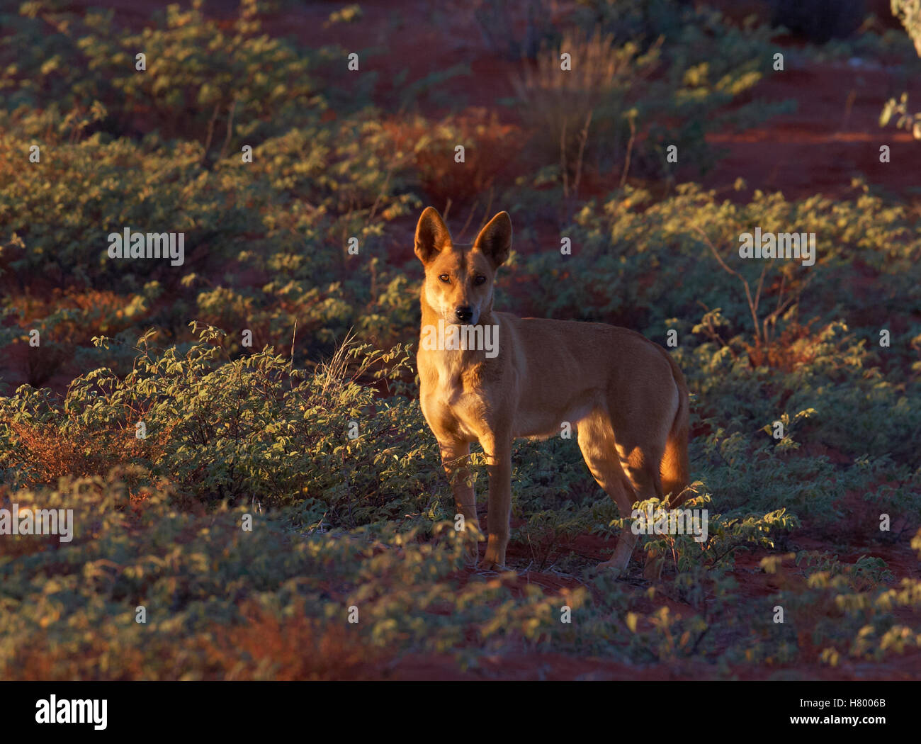 Dingo (Canis lupus dingo) female, Uluru, Northern Territory, Australia ...