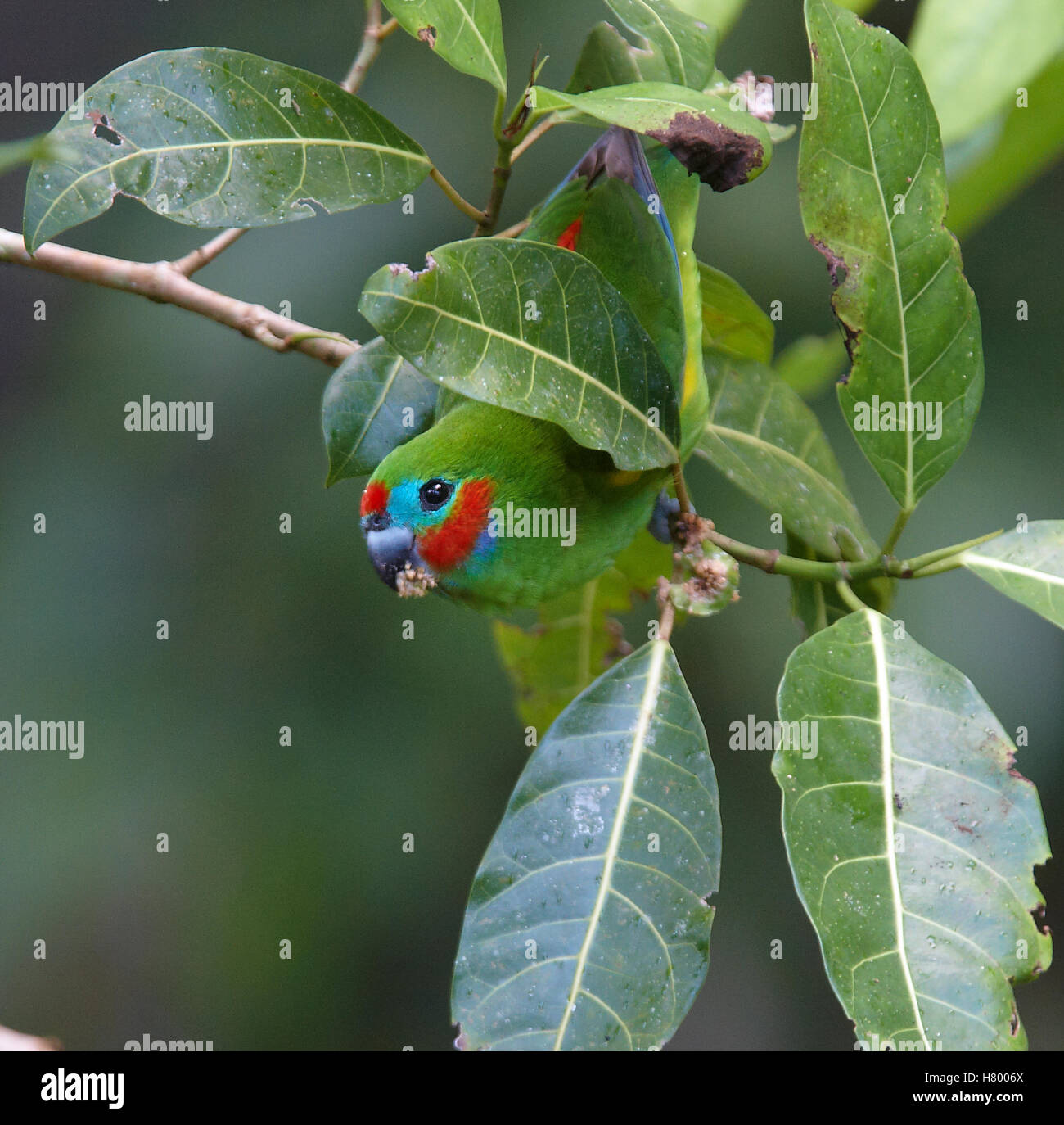 Double-eyed Fig-Parrot (Cyclopsitta diophthalma) male eating fruit from Fig (Ficus sp), Atherton ...