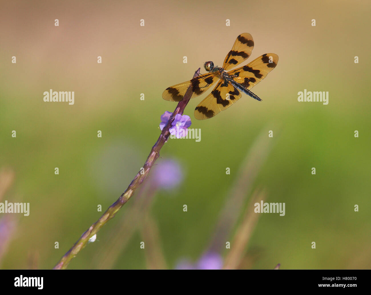Banded Flutterer (Rhyothemis graphiptera) on flower, Townsville ...