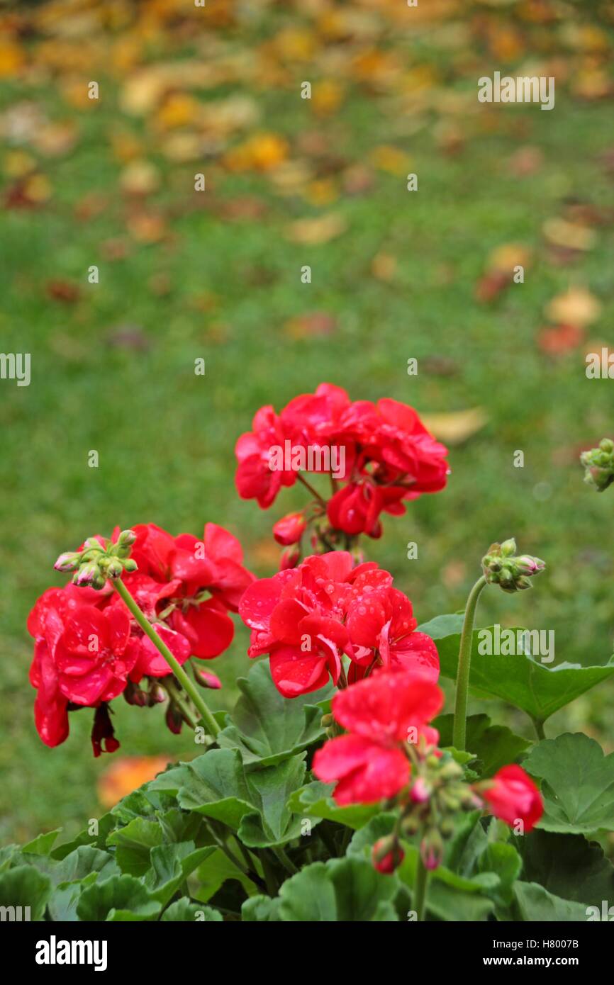 Red flower in autumn Stock Photo - Alamy