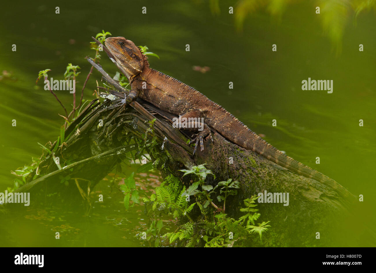 Eastern Water Dragon (Physignathus lesueurii) on a stump in water ...