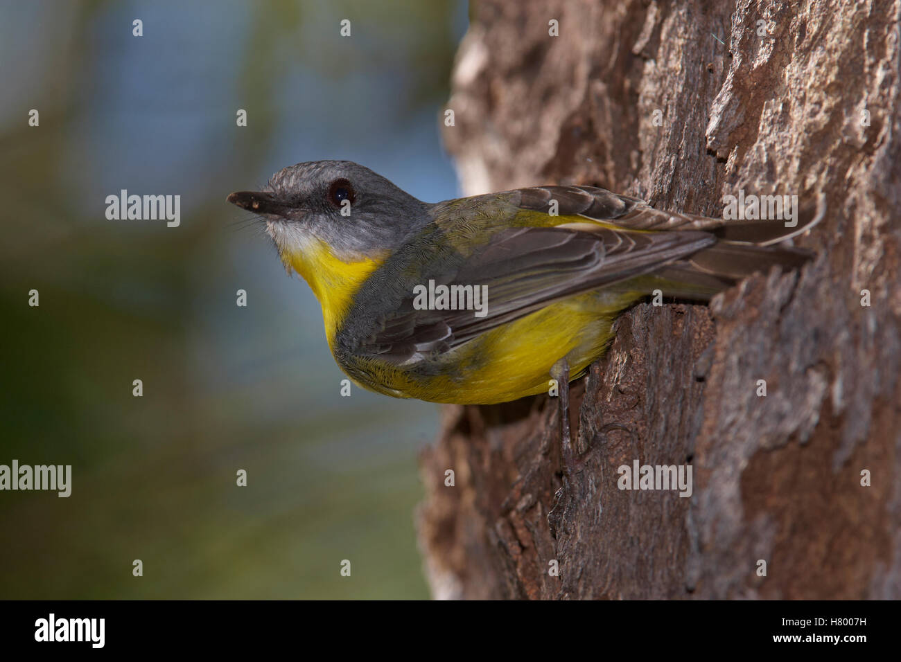 Yellow Robin (Eopsaltria australis), Cardwell, Queensland, Australia ...