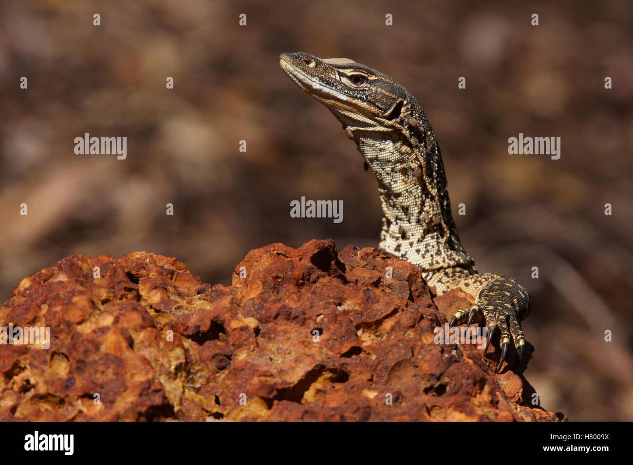 Gould's Goanna (Varanus gouldii), Dryandra Woodland State Forest ...